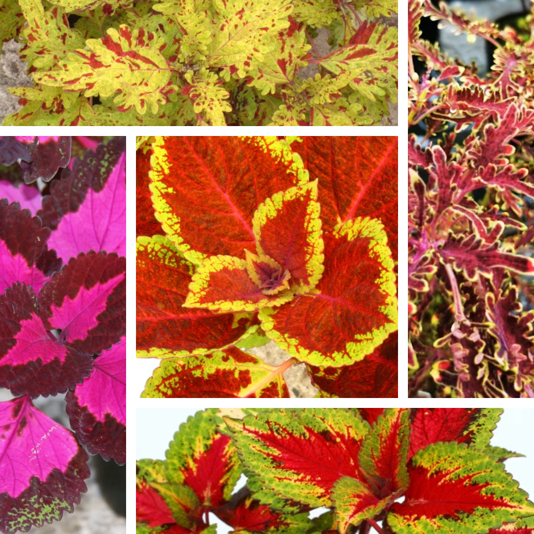 Should We Be Calling Them 'Coleus' Again? – Dibleys