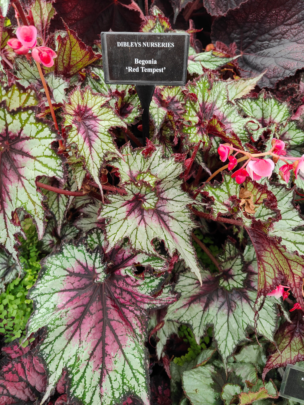 Begonia Plug Plants – Page 6 – Dibleys