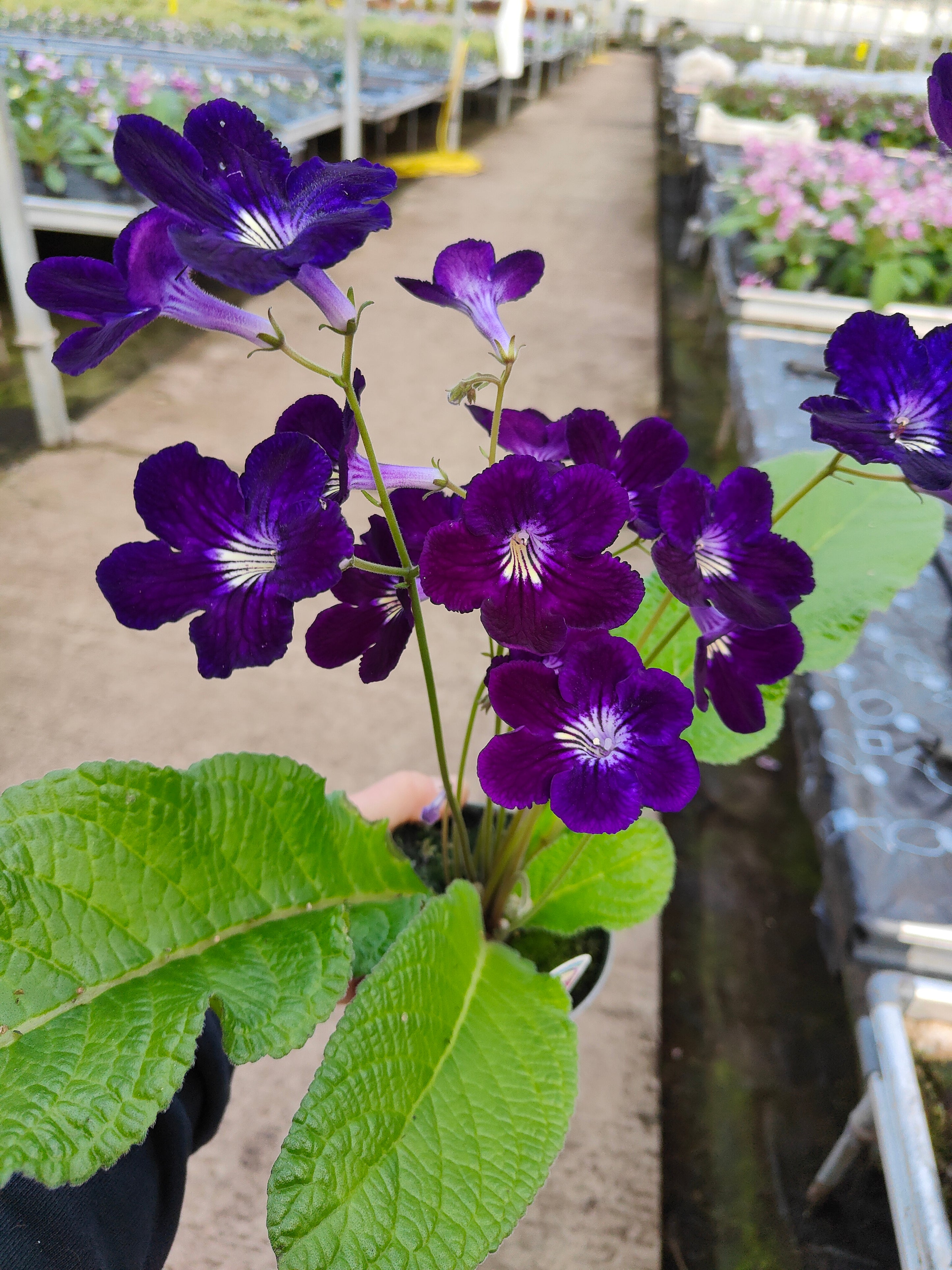 Streptocarpus Pippa – Dibleys