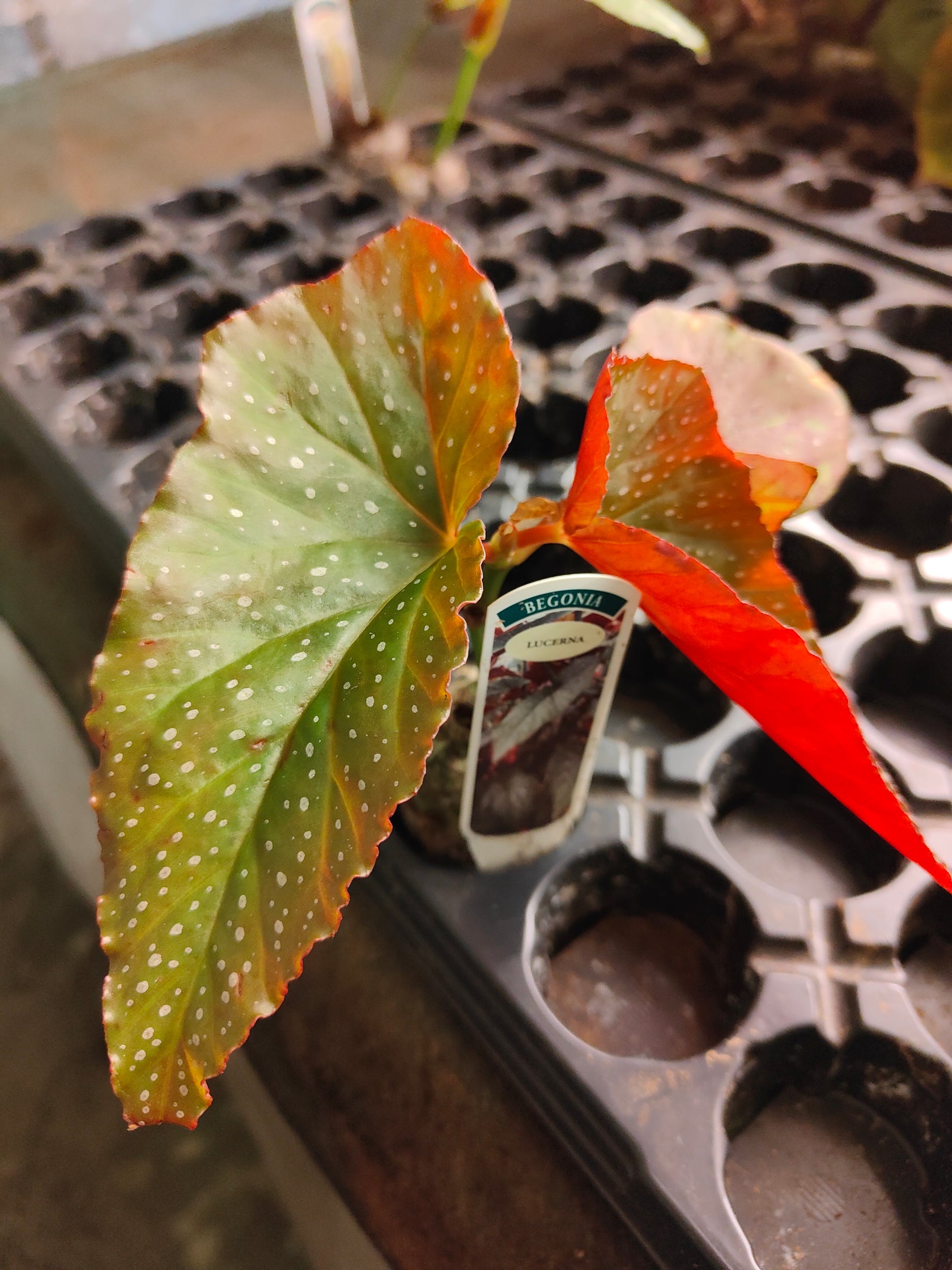Begonia Lucerna – Dibleys