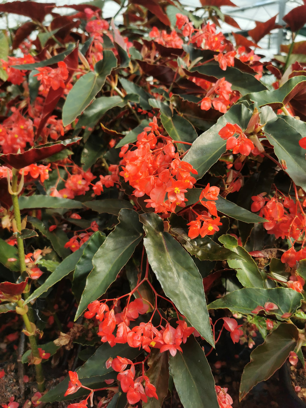 Begonia Plug Plants – Page 7 – Dibleys