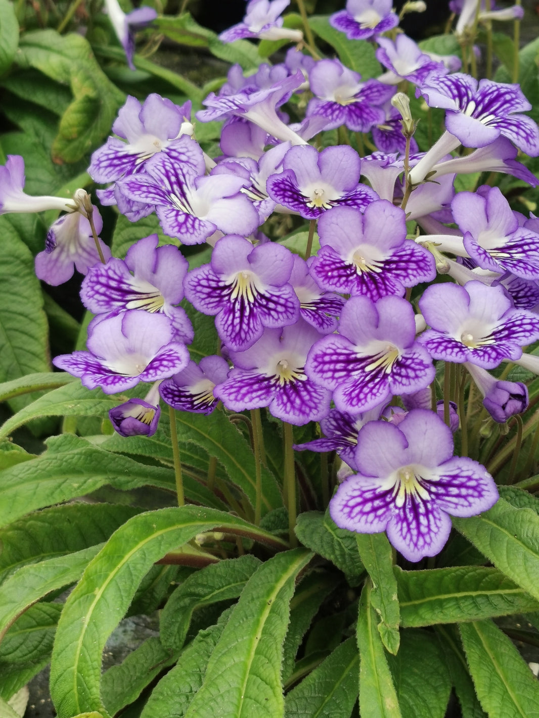 Streptocarpus Plug Plants – Page 13 – Dibleys