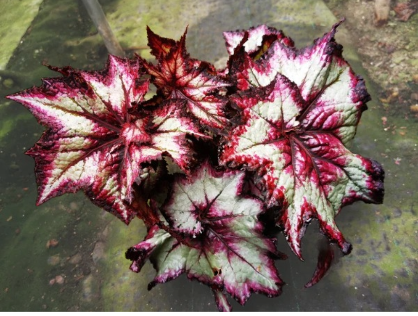 Begonia Stellar Storm NEW 2024 – Dibleys