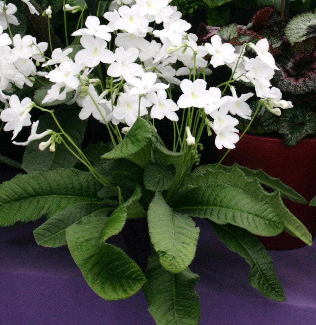 Streptocarpus Plug Plants – Dibleys
