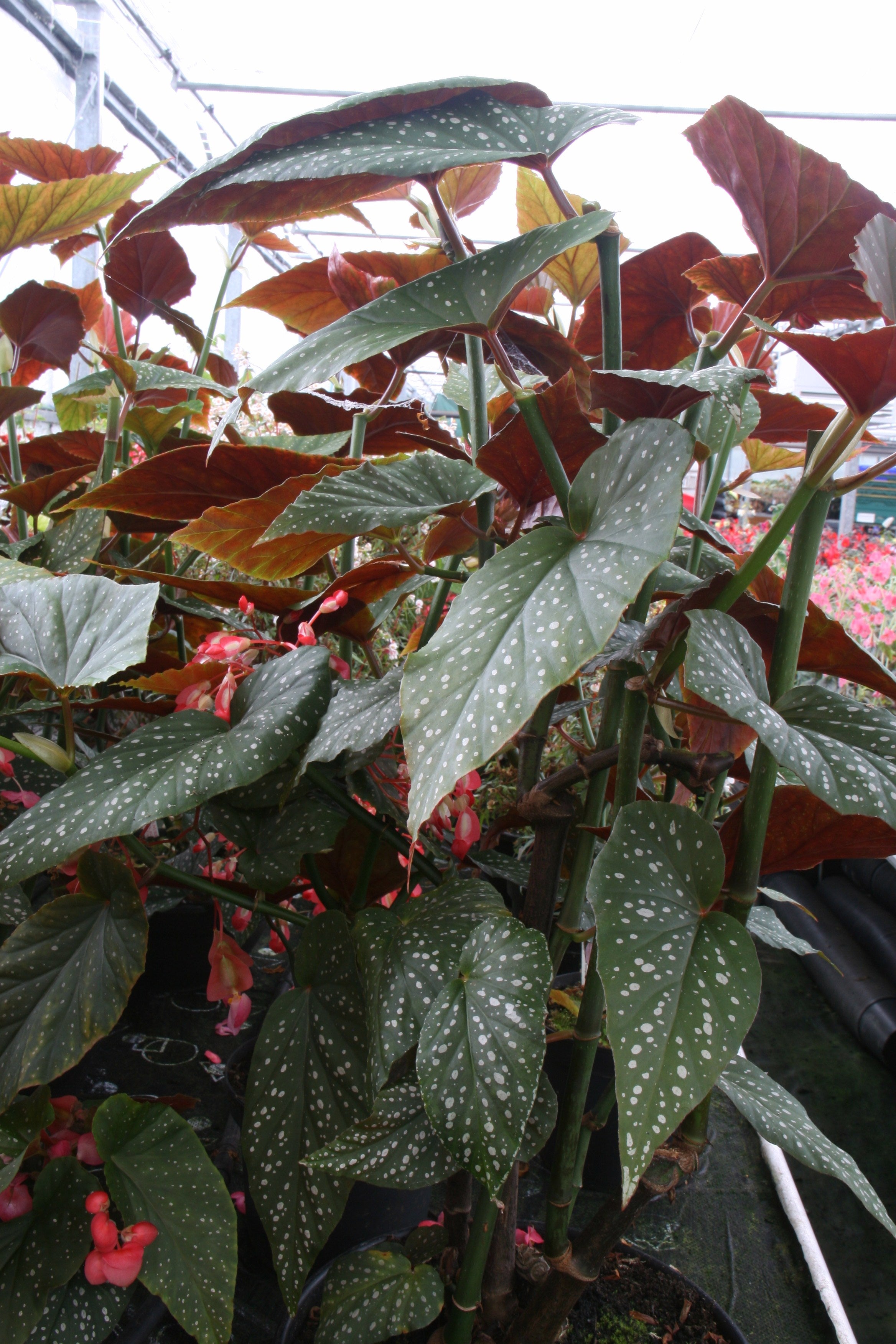 Begonia Plug Plants – Page 2 – Dibleys