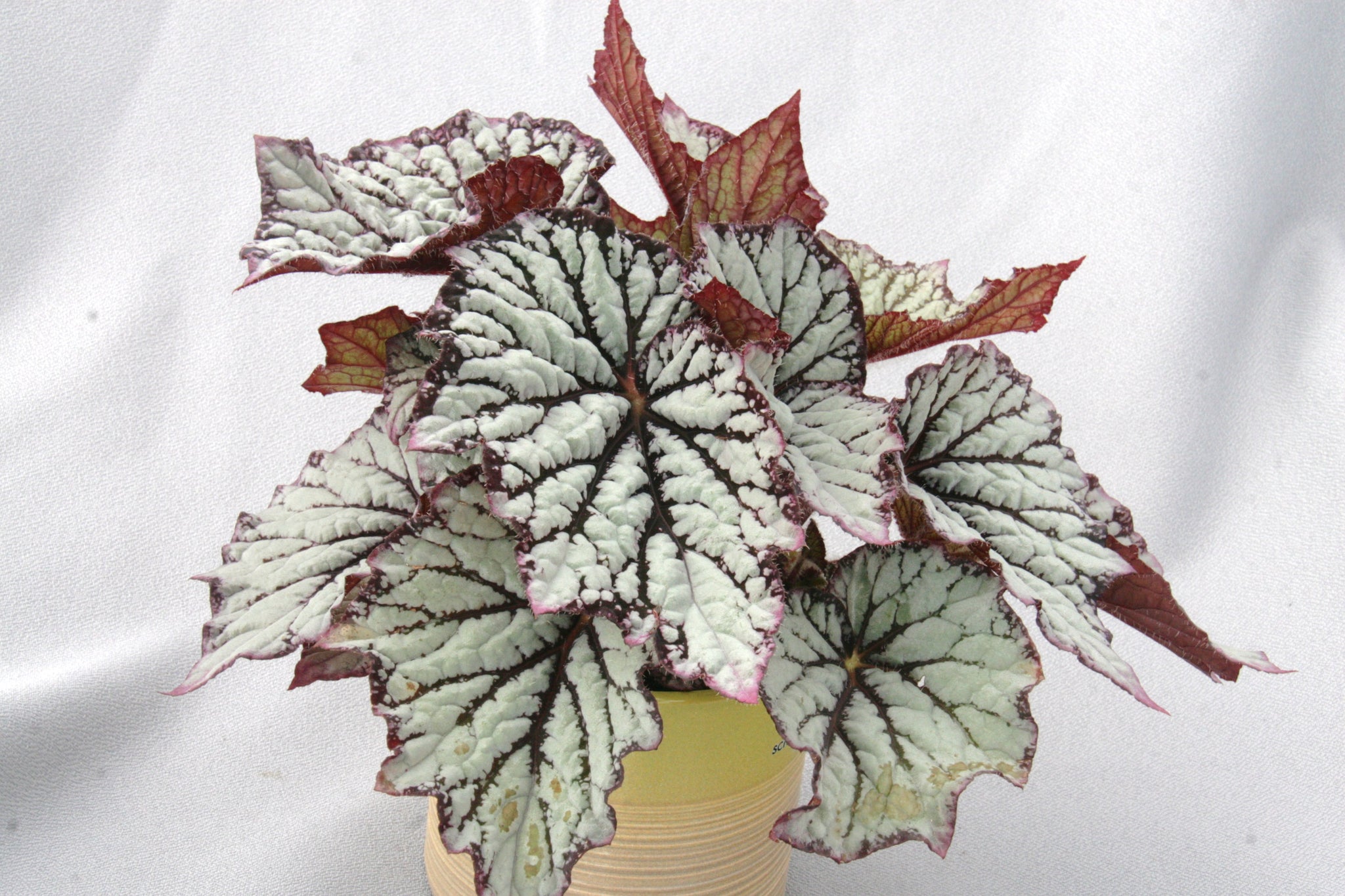 Begonia Star Light – Dibleys