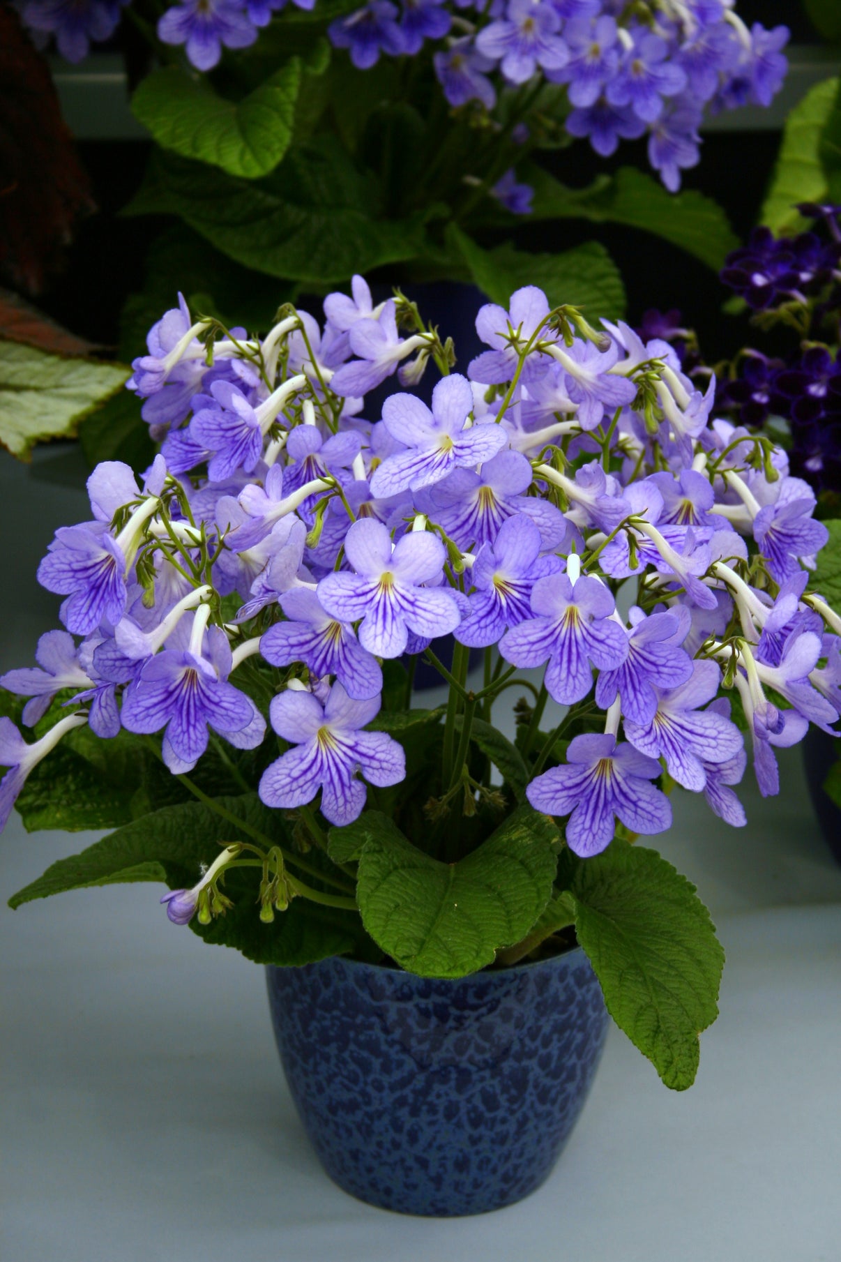 Streptocarpus Bethan – Dibleys