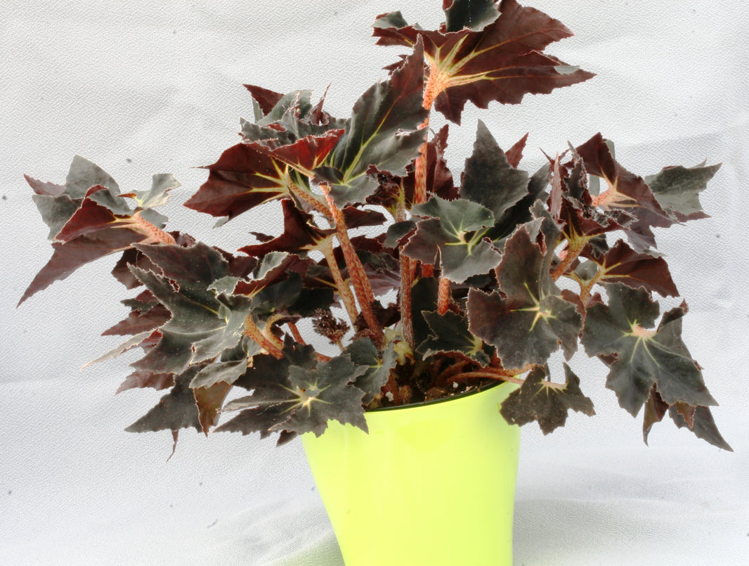 Begonia Plug Plants – Dibleys