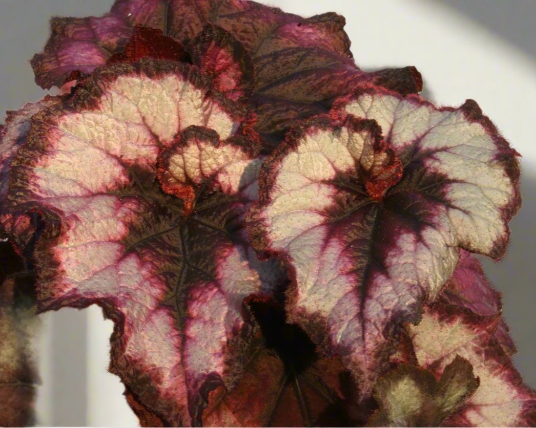 Begonia Blackberry Swirl – Dibleys