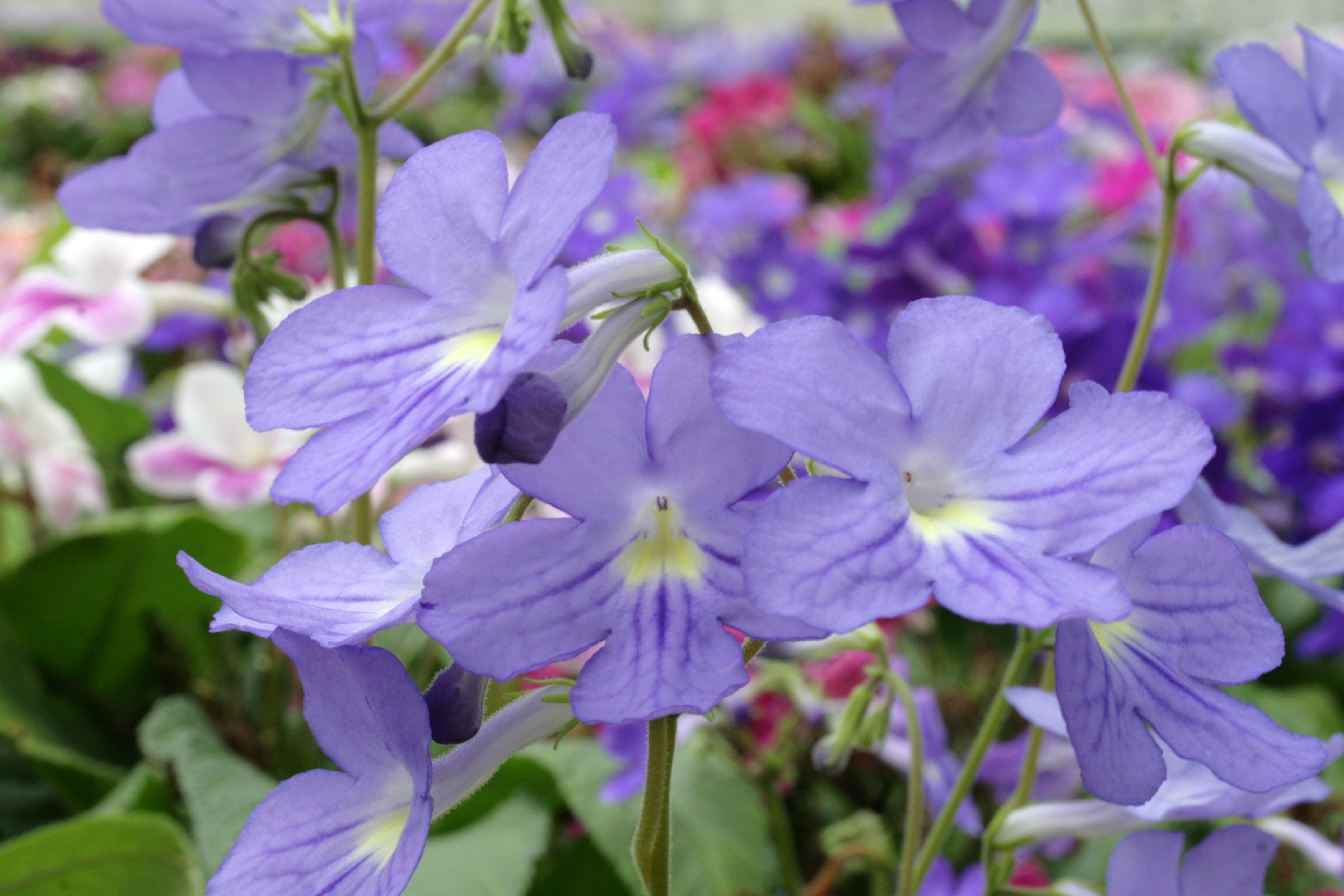 Streptocarpus Blue Nymph – Dibleys