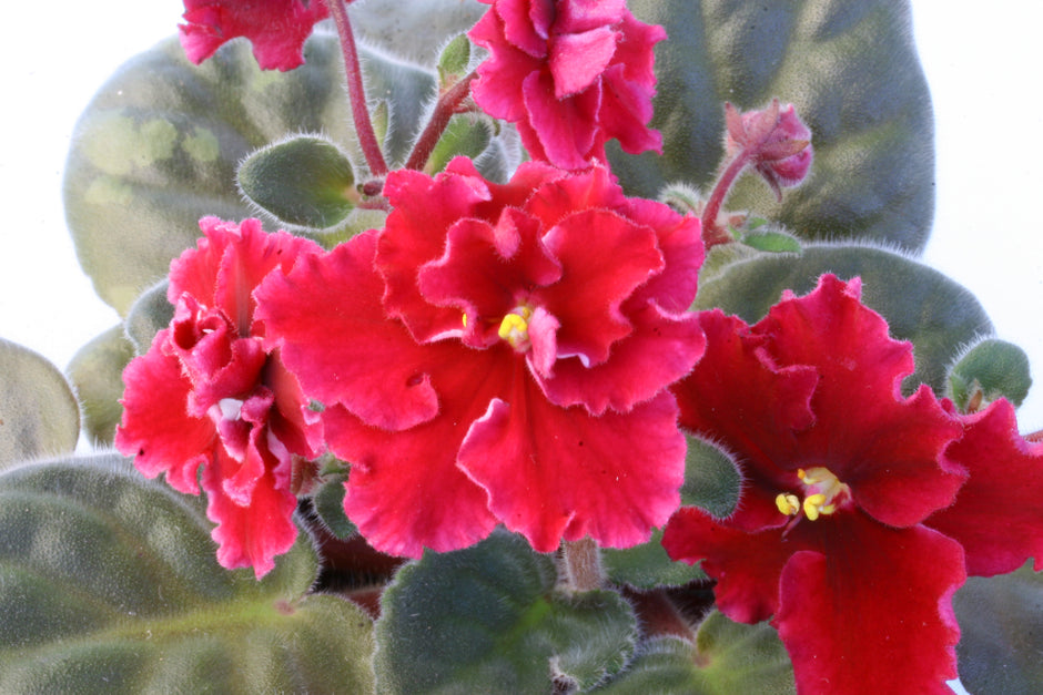 Saintpaulia Plug Plants – Dibleys