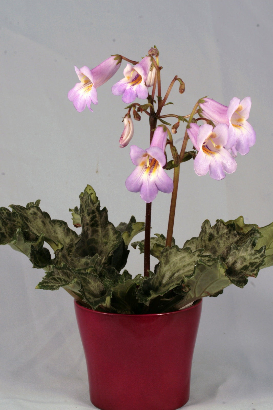 Primulina (Chiritas) – Dibleys