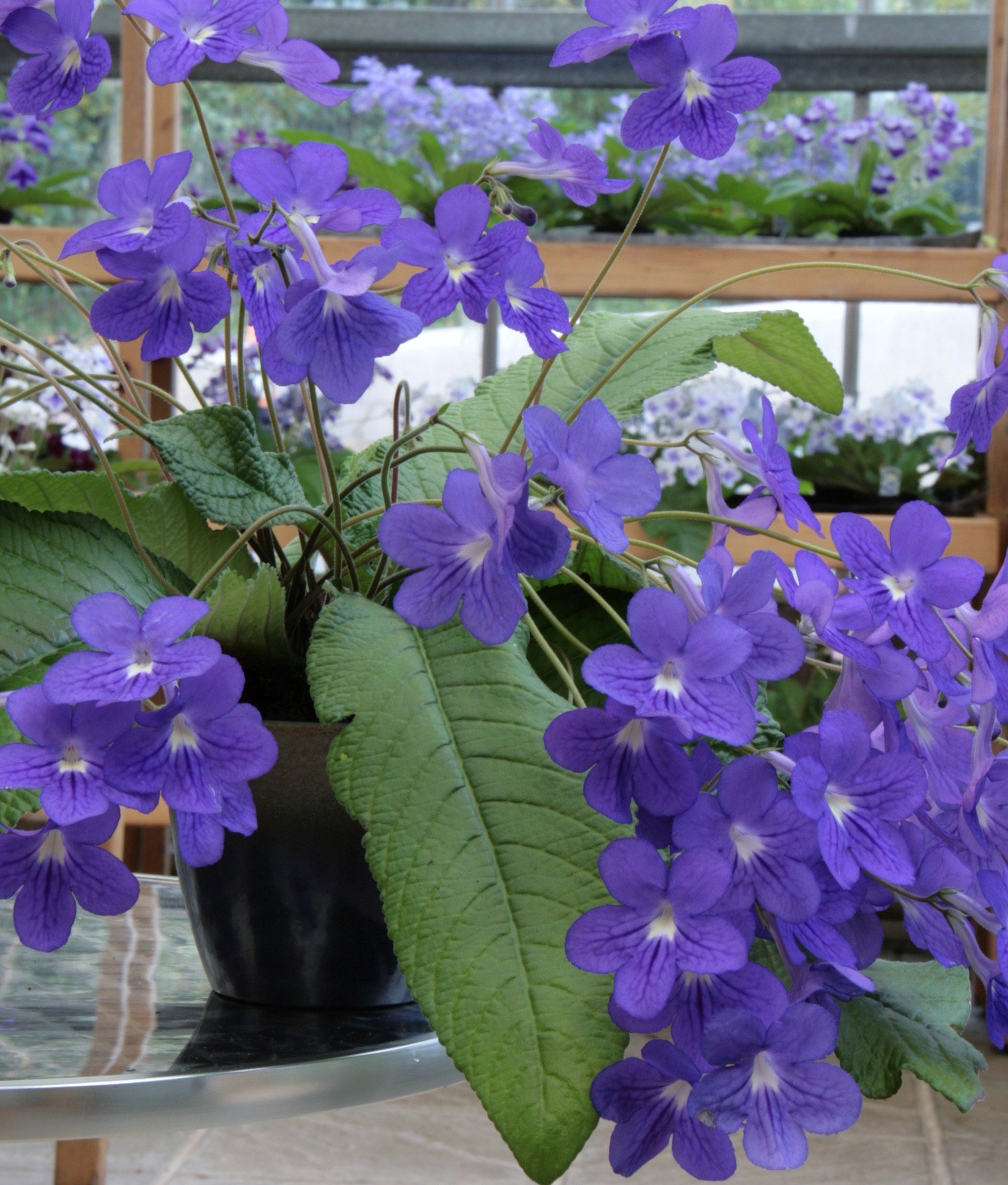 Streptocarpus Plug Plants – Page 3 – Dibleys