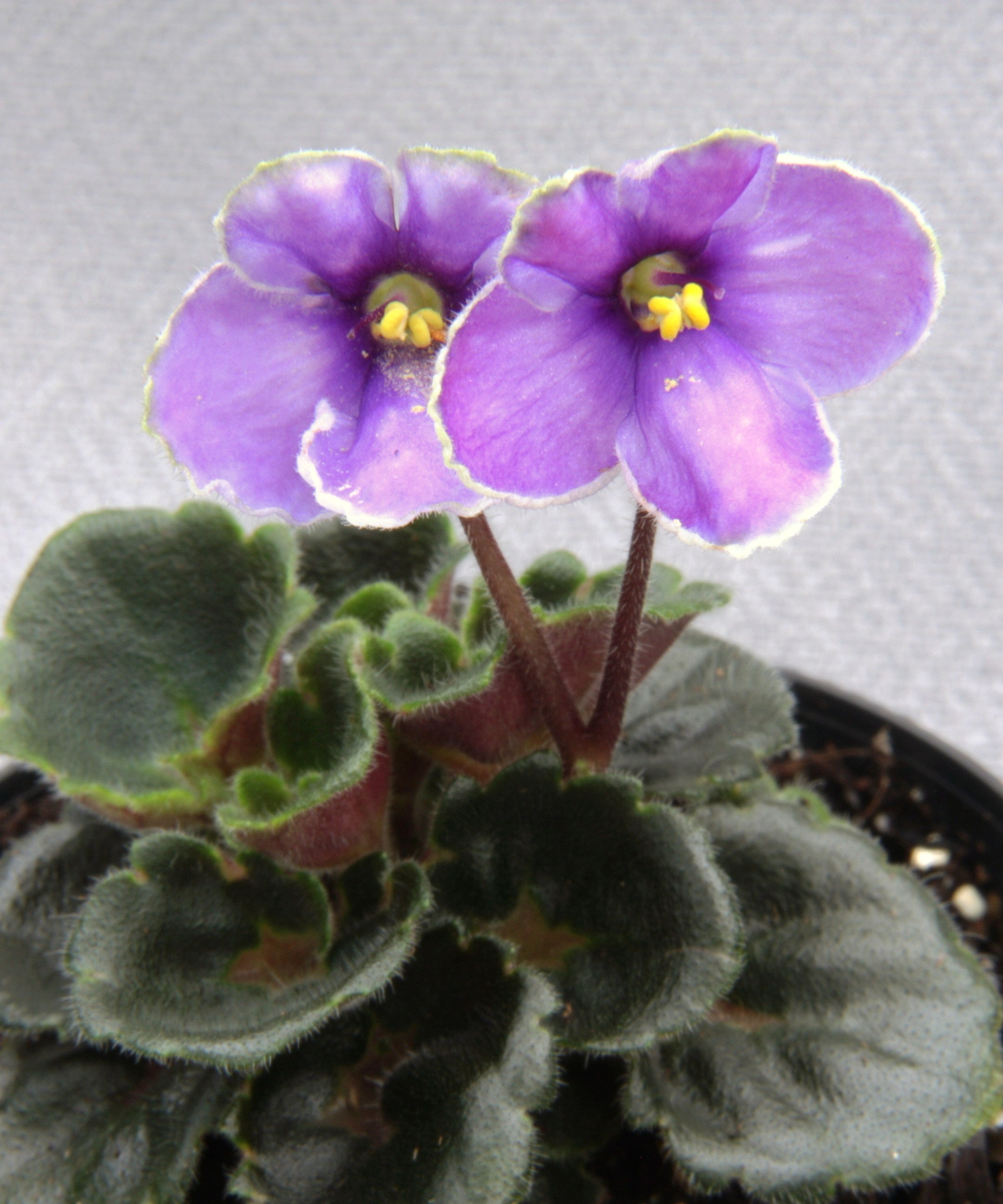 Saintpaulia Cupie Doll – Dibleys