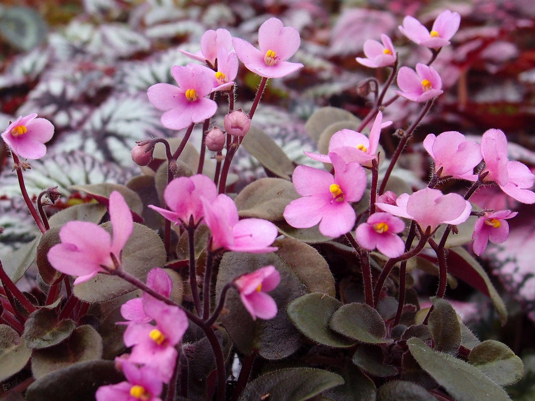 Saintpaulia Plug Plants – Dibleys