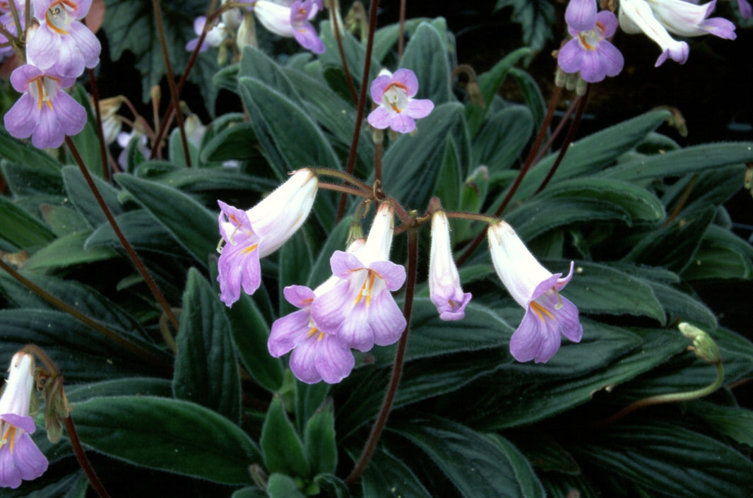 Primulina (Chiritas) – Dibleys