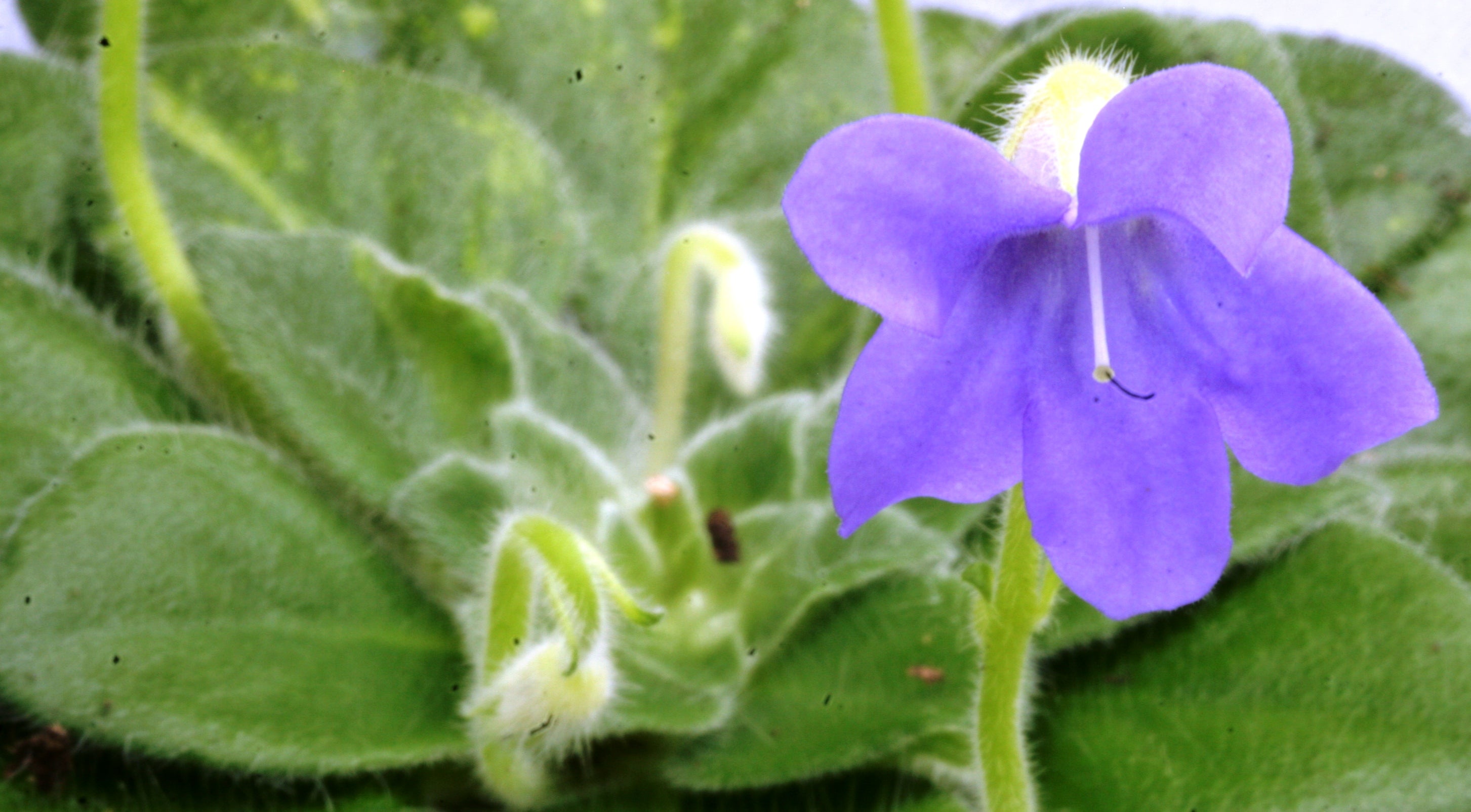 Petrocosmea Fluffer Nutter – Dibleys