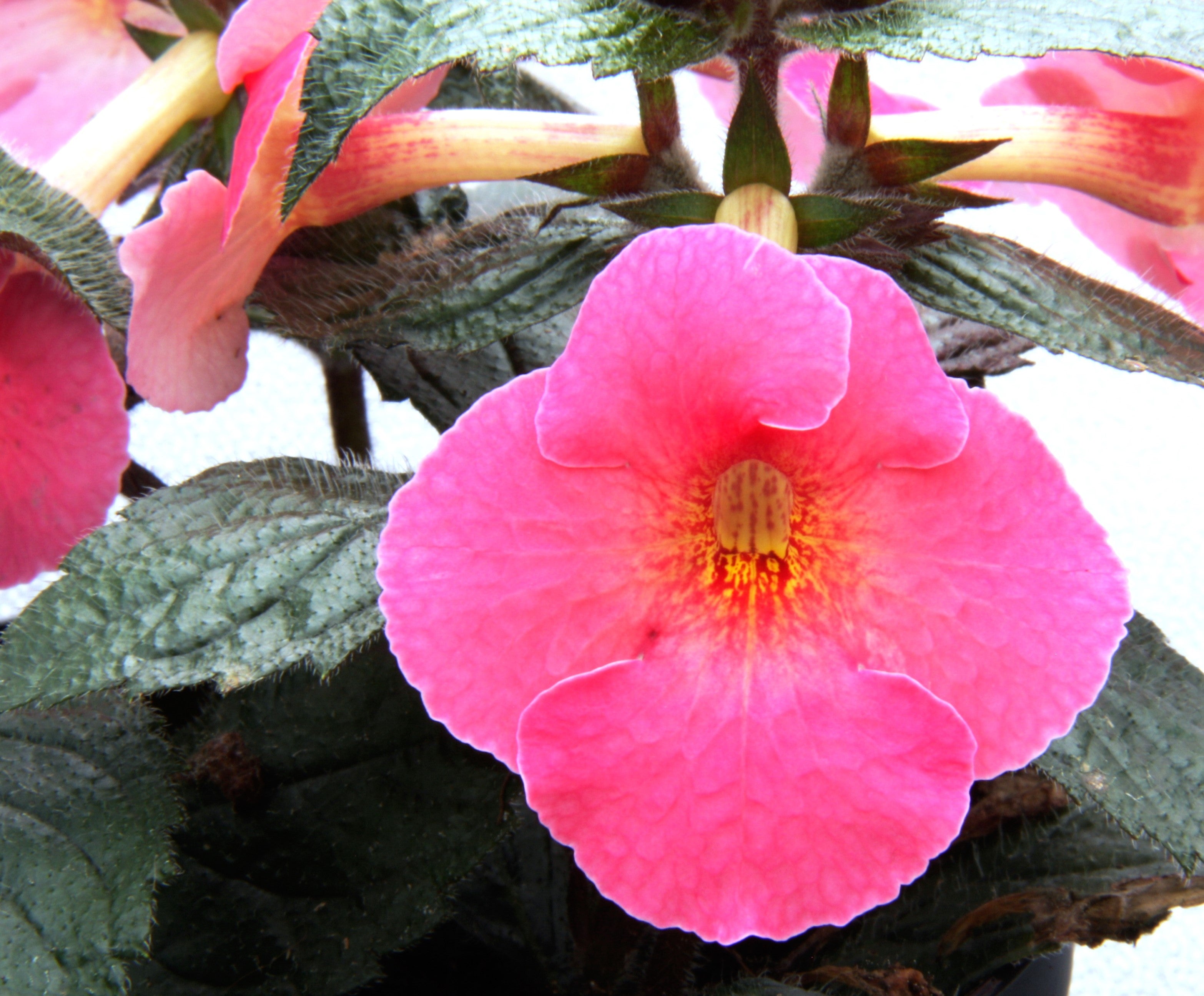 Achimenes Georges Houche – Dibleys