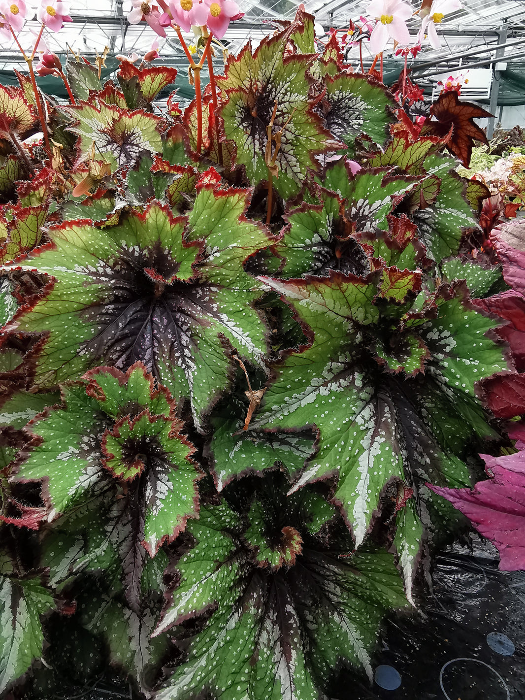 Begonia Plug Plants – Page 3 – Dibleys