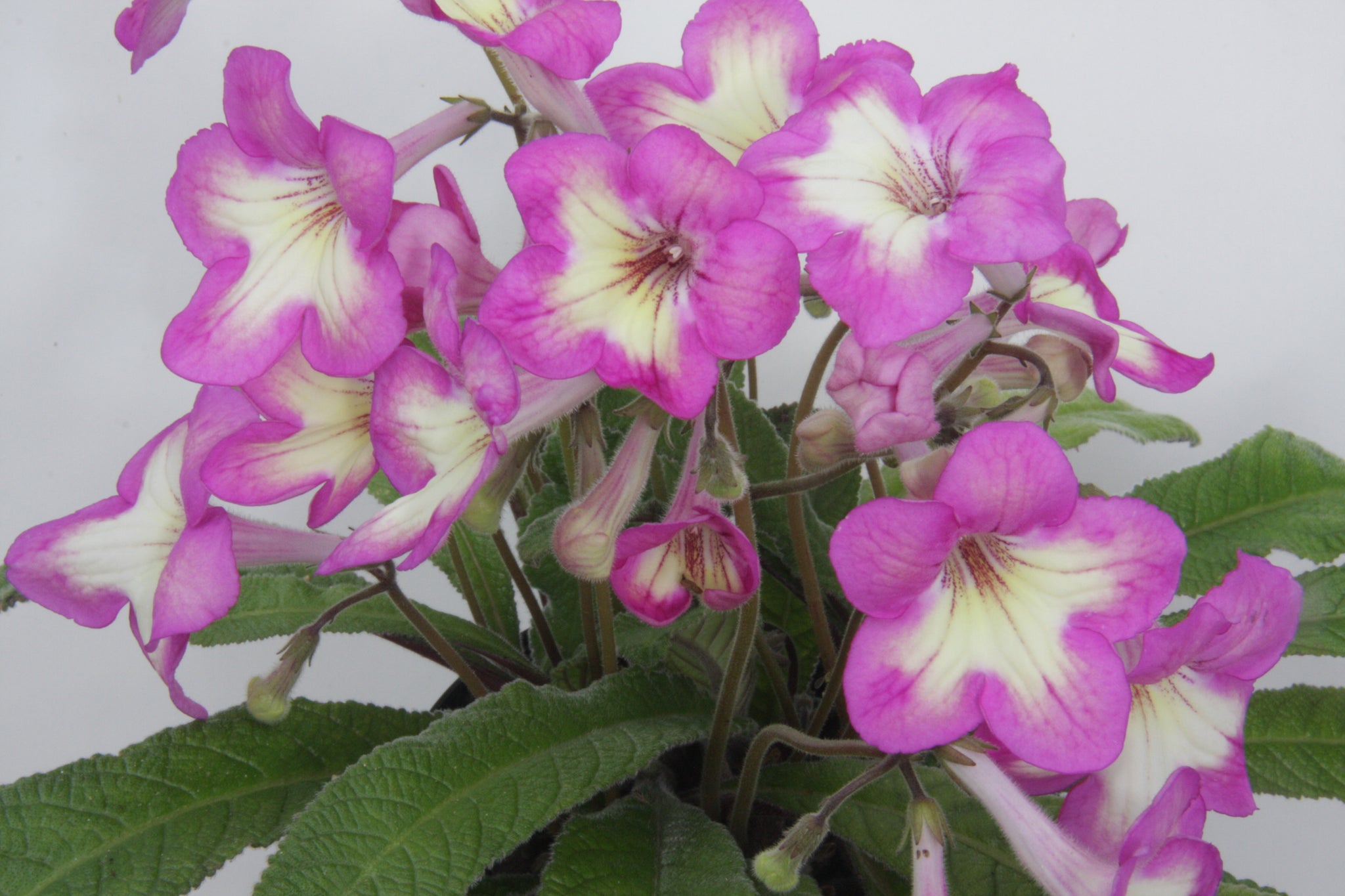 Streptocarpus Isla – Dibleys