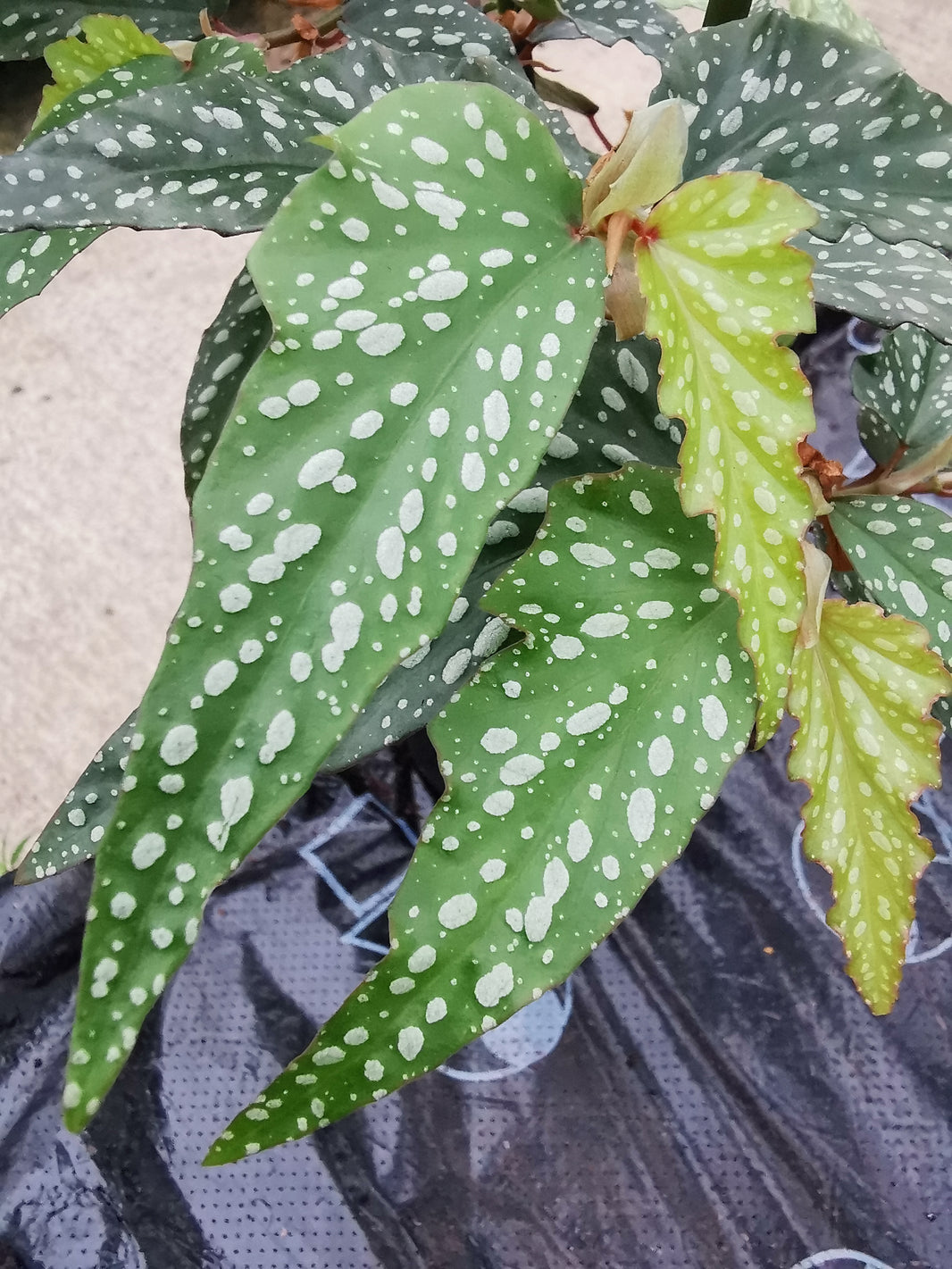 Begonia Plug Plants – Page 4 – Dibleys