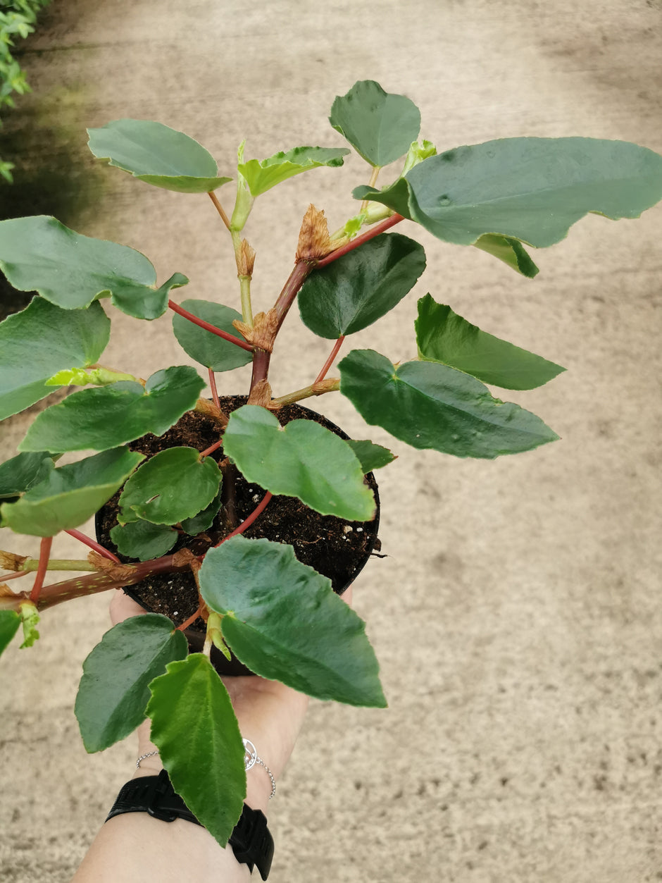 Begonia Plug Plants – Page 5 – Dibleys