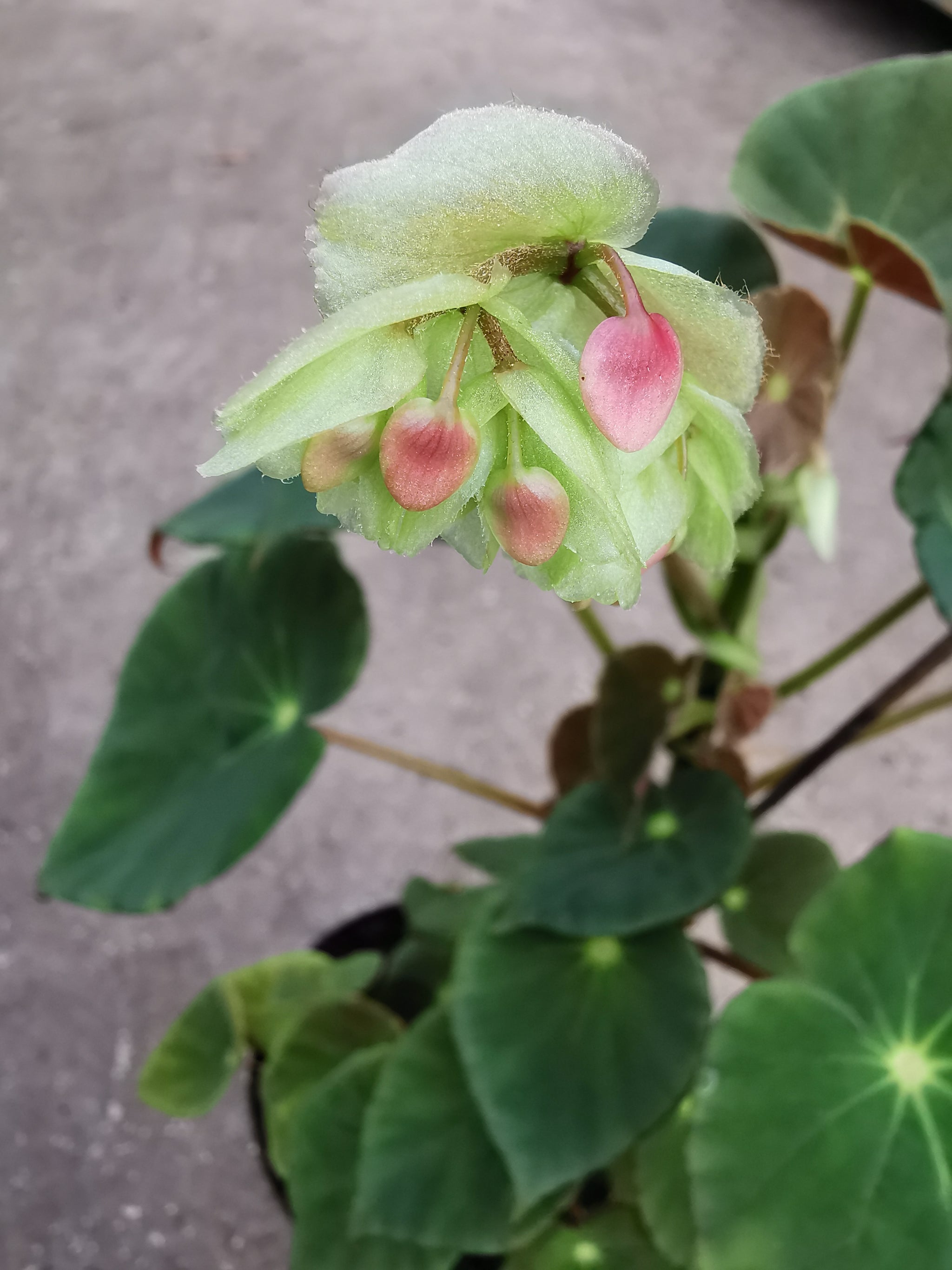 Begonia Marie Reed – Dibleys