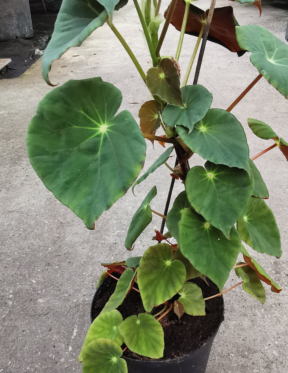 Begonia Plug Plants – Page 4 – Dibleys