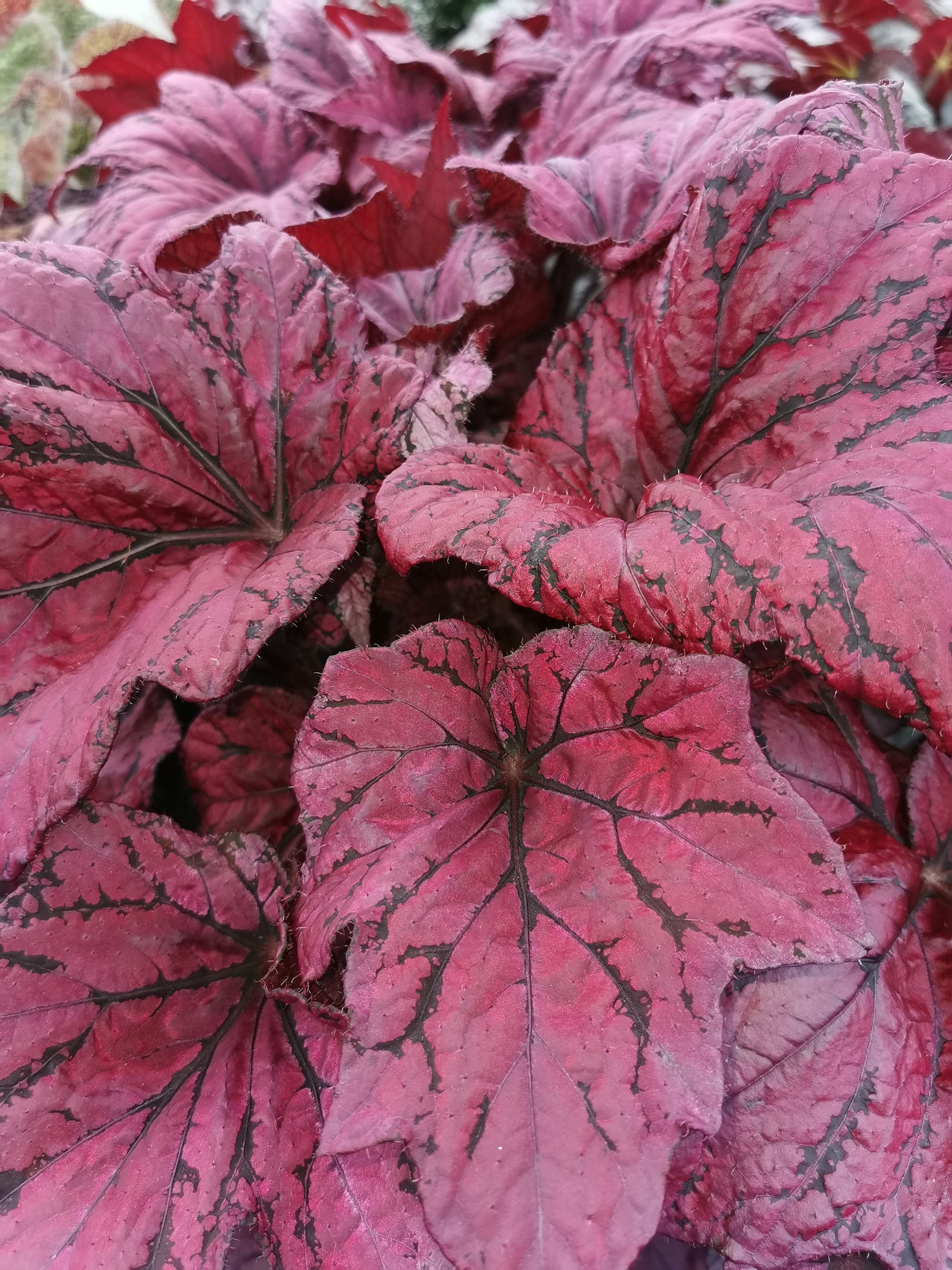Begonia Ruby Celebration – Dibleys