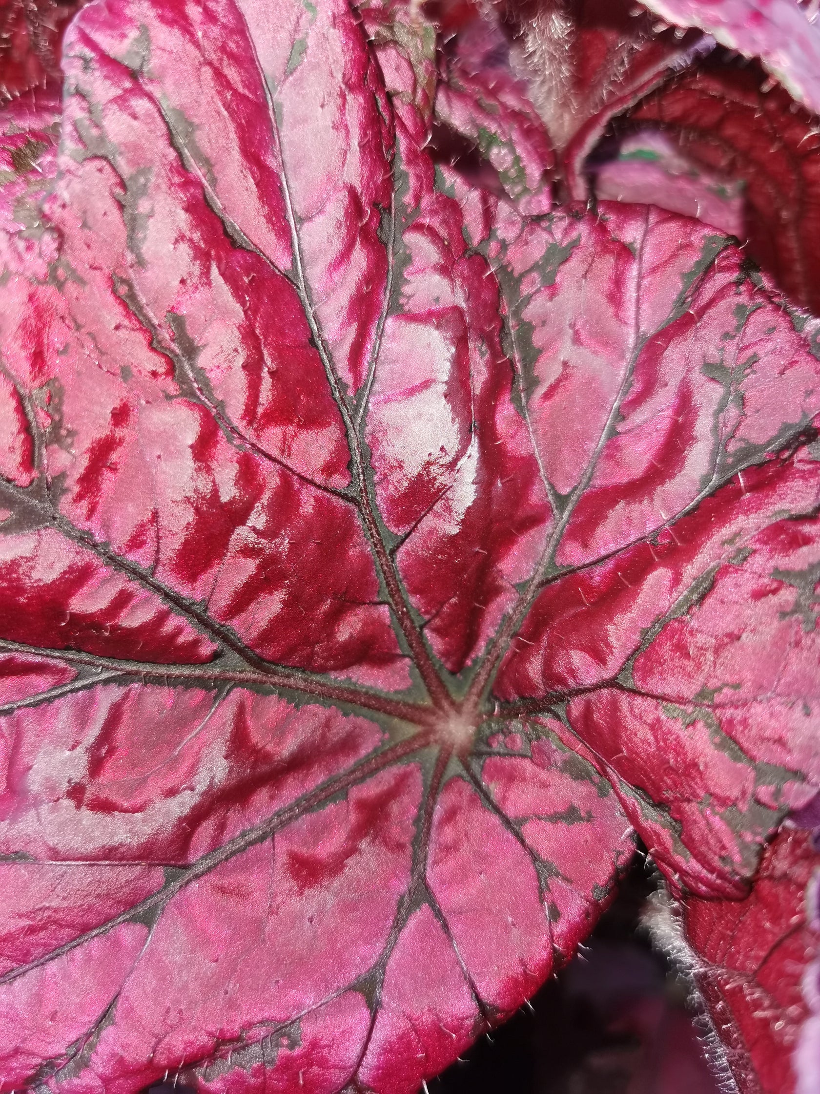 Begonia Ruby Celebration – Dibleys