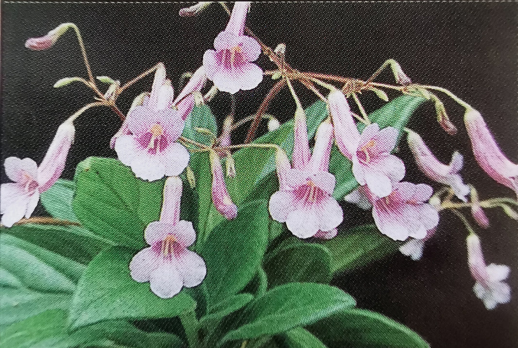 Primulina (Chiritas) – Dibleys