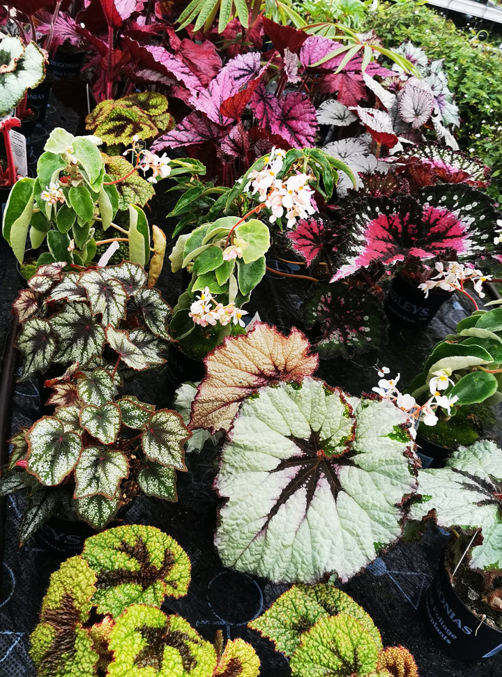 Begonia Plug Plants – Dibleys
