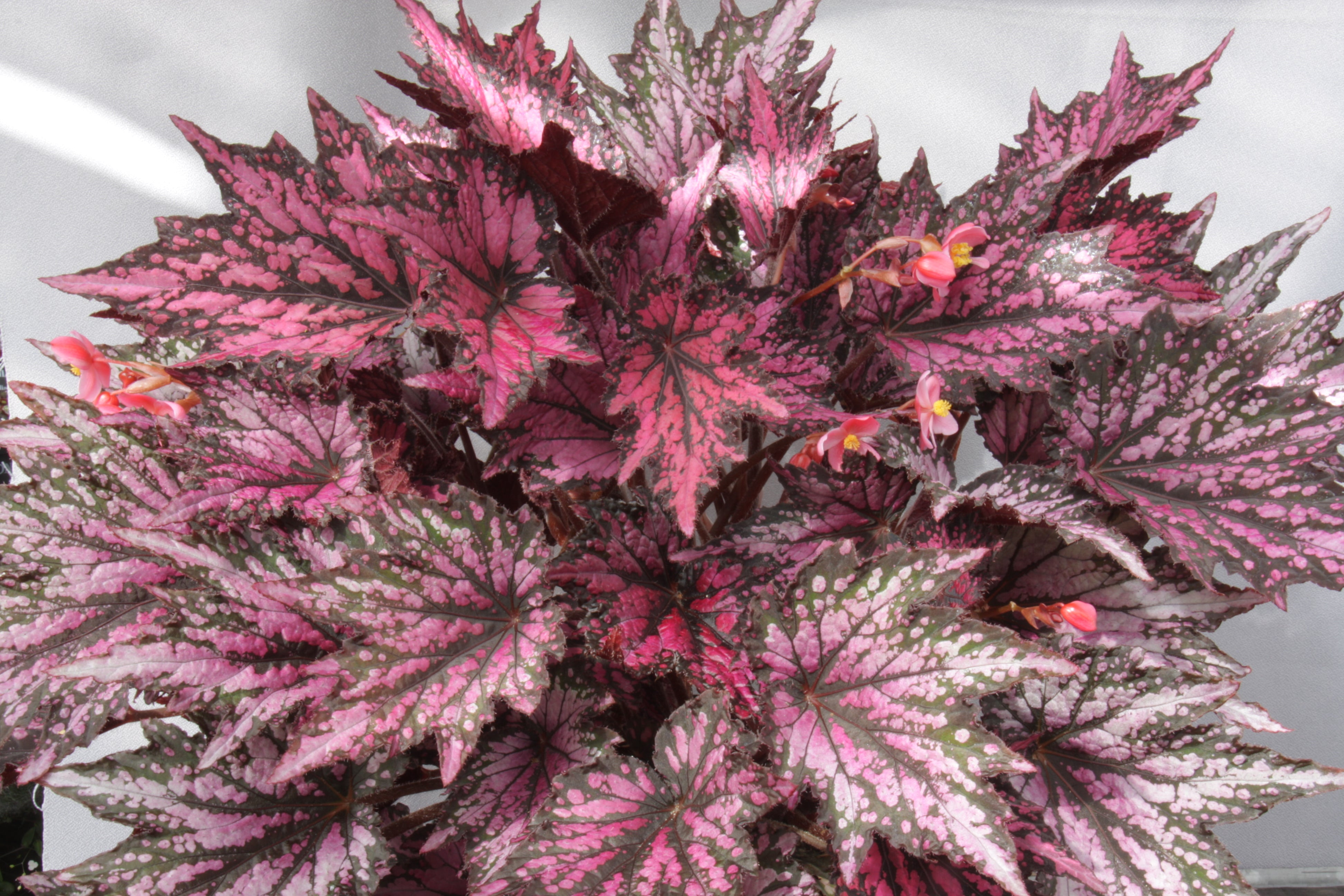 Begonia Plug Plants – Page 3 – Dibleys