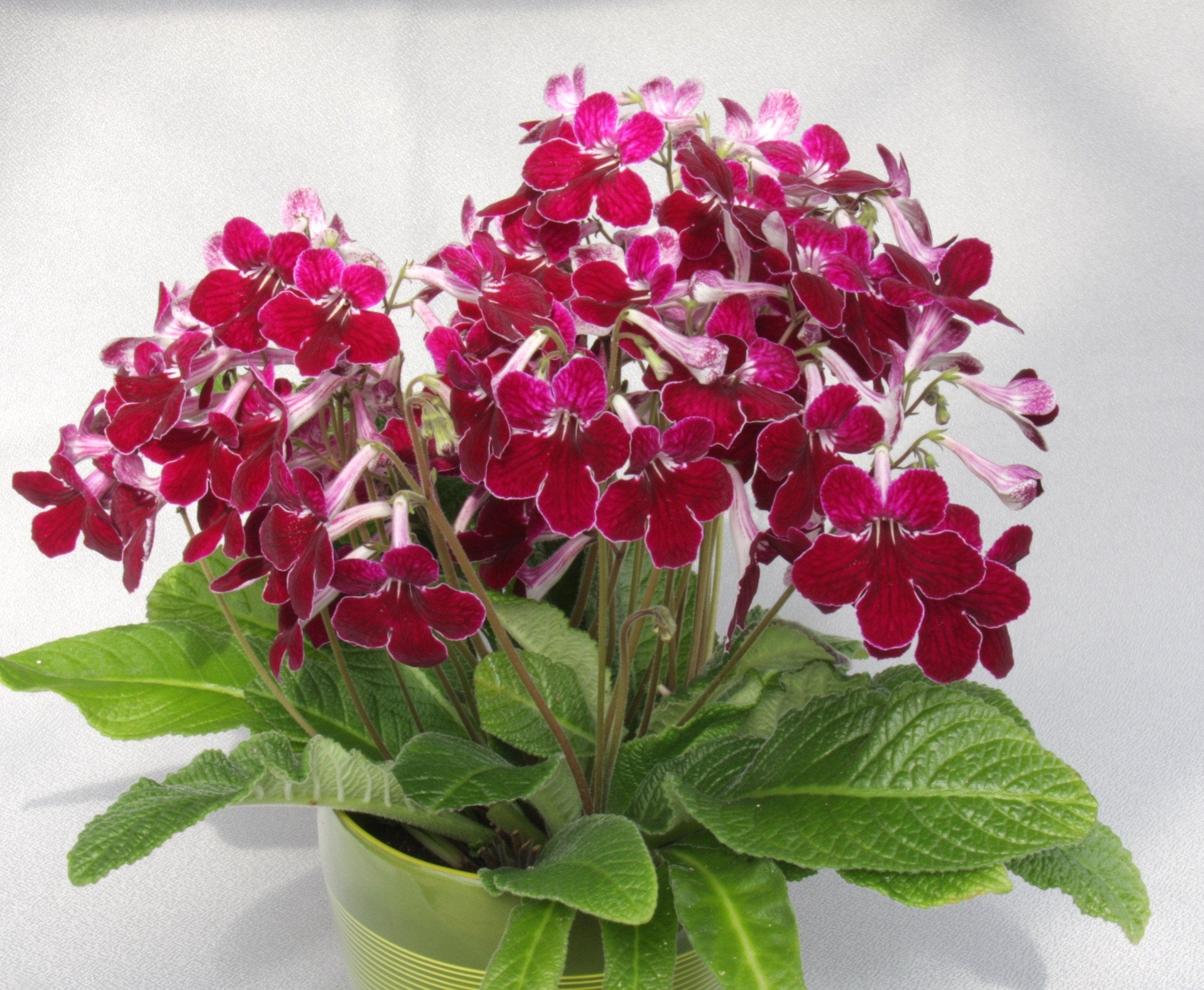 Streptocarpus Leah – Dibleys