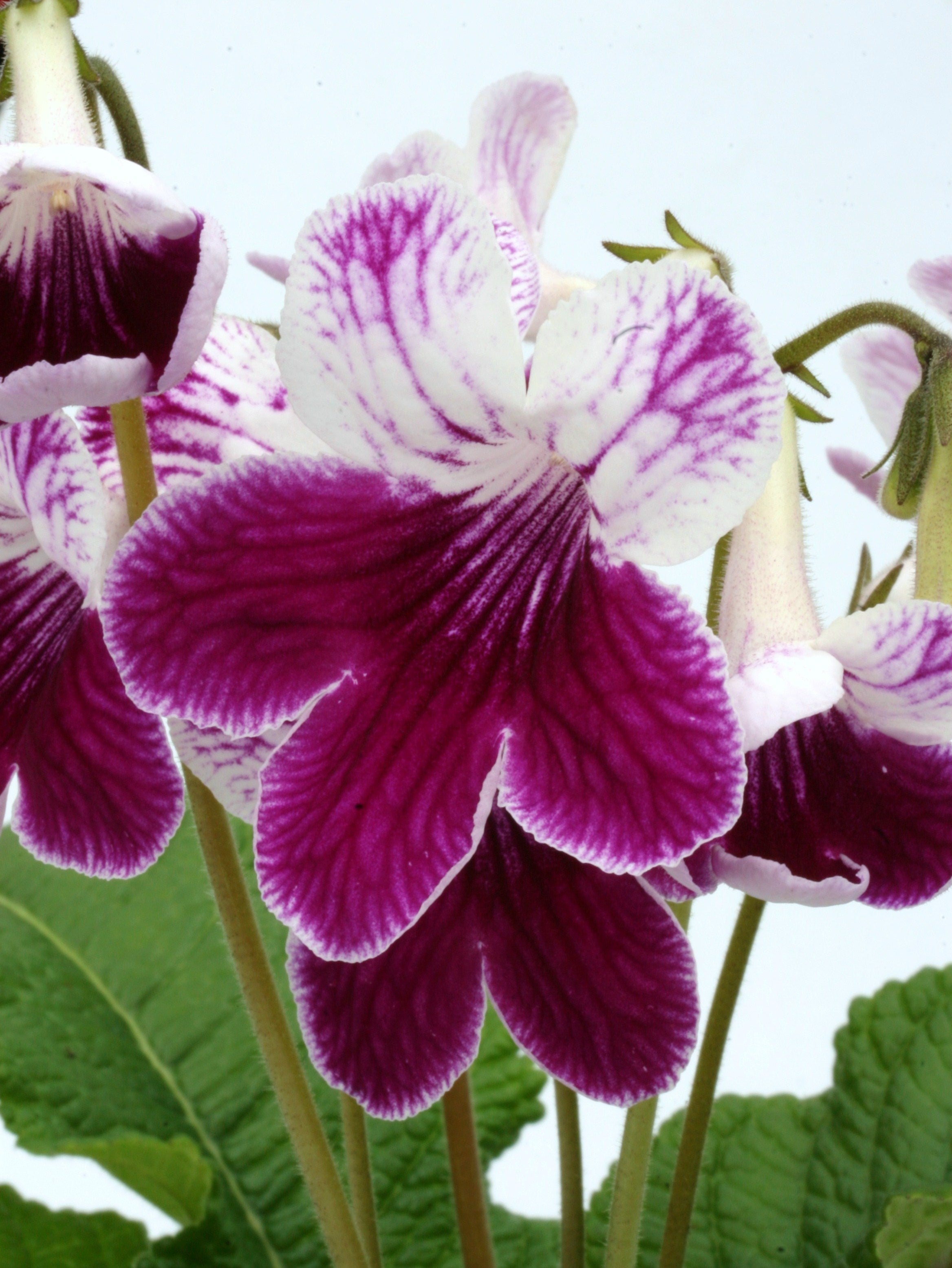 Streptocarpus Lyndee – Dibleys