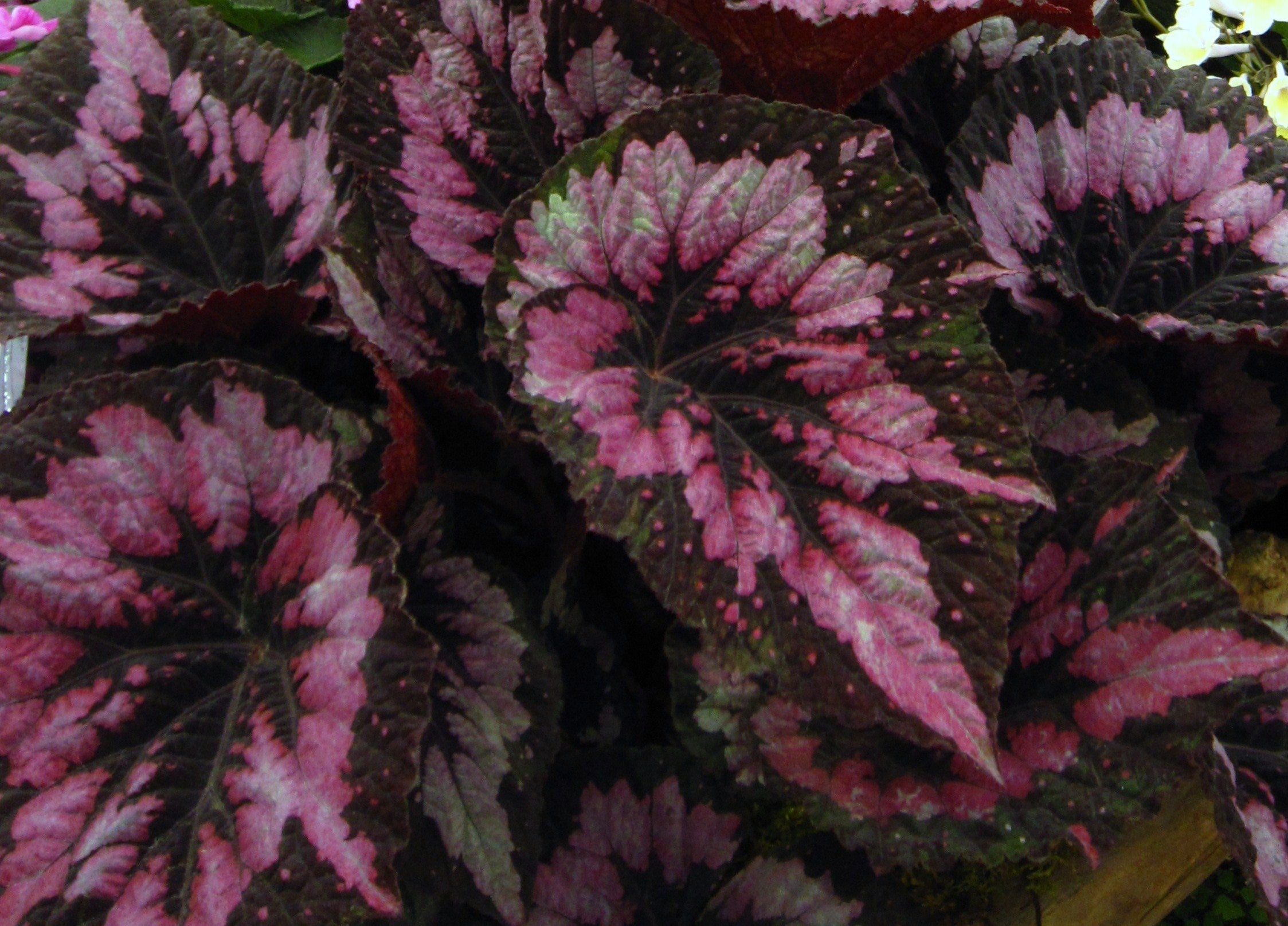 Begonia Plug Plants – Page 4 – Dibleys