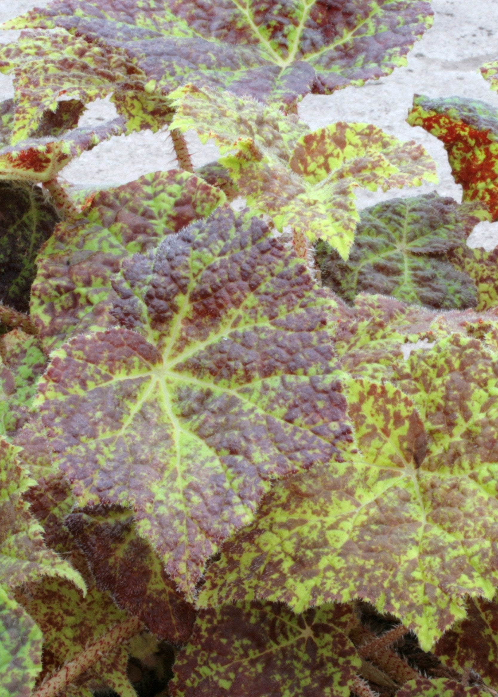 Begonia Plug Plants – Page 4 – Dibleys