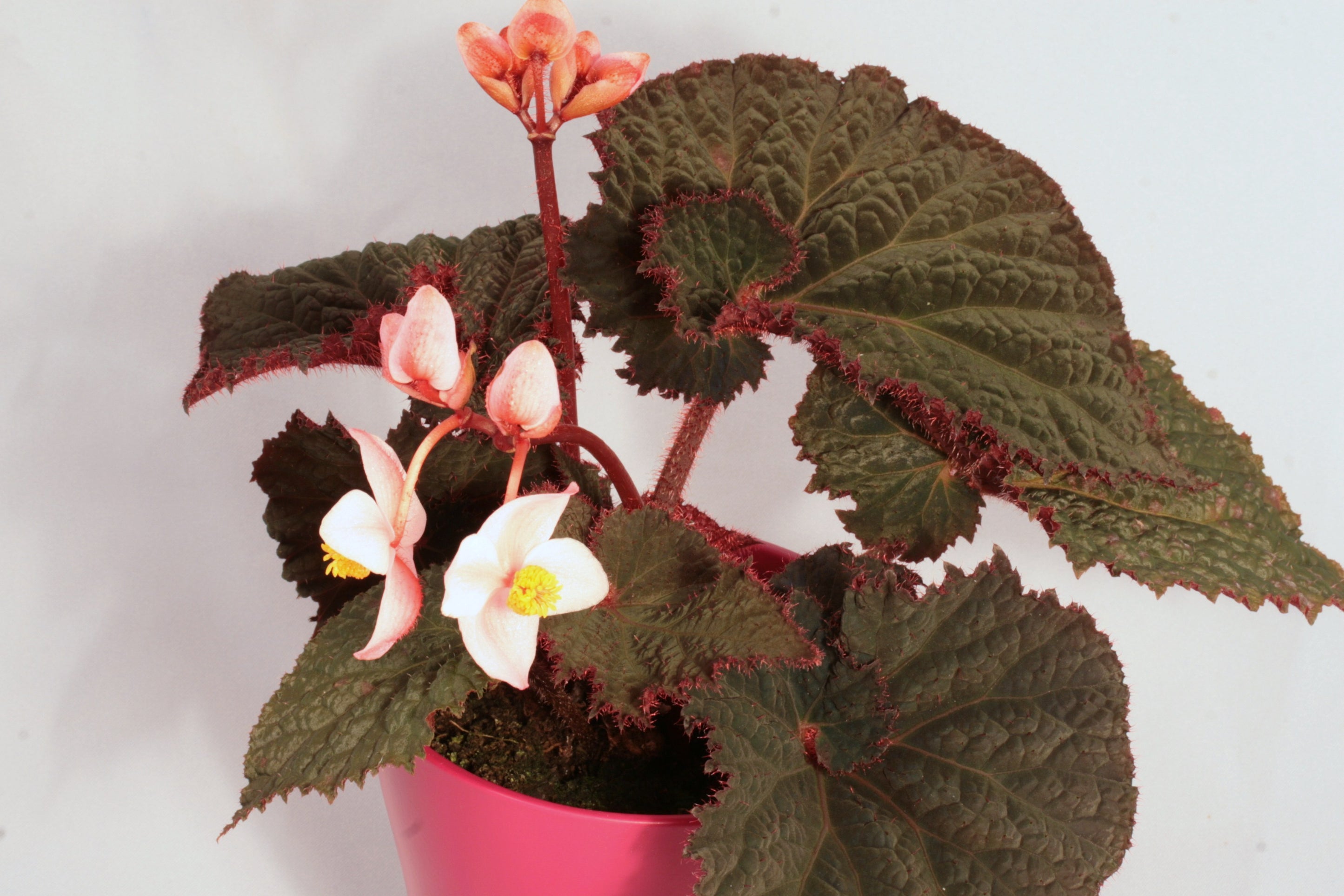 Begonia Midnight Magic – Dibleys