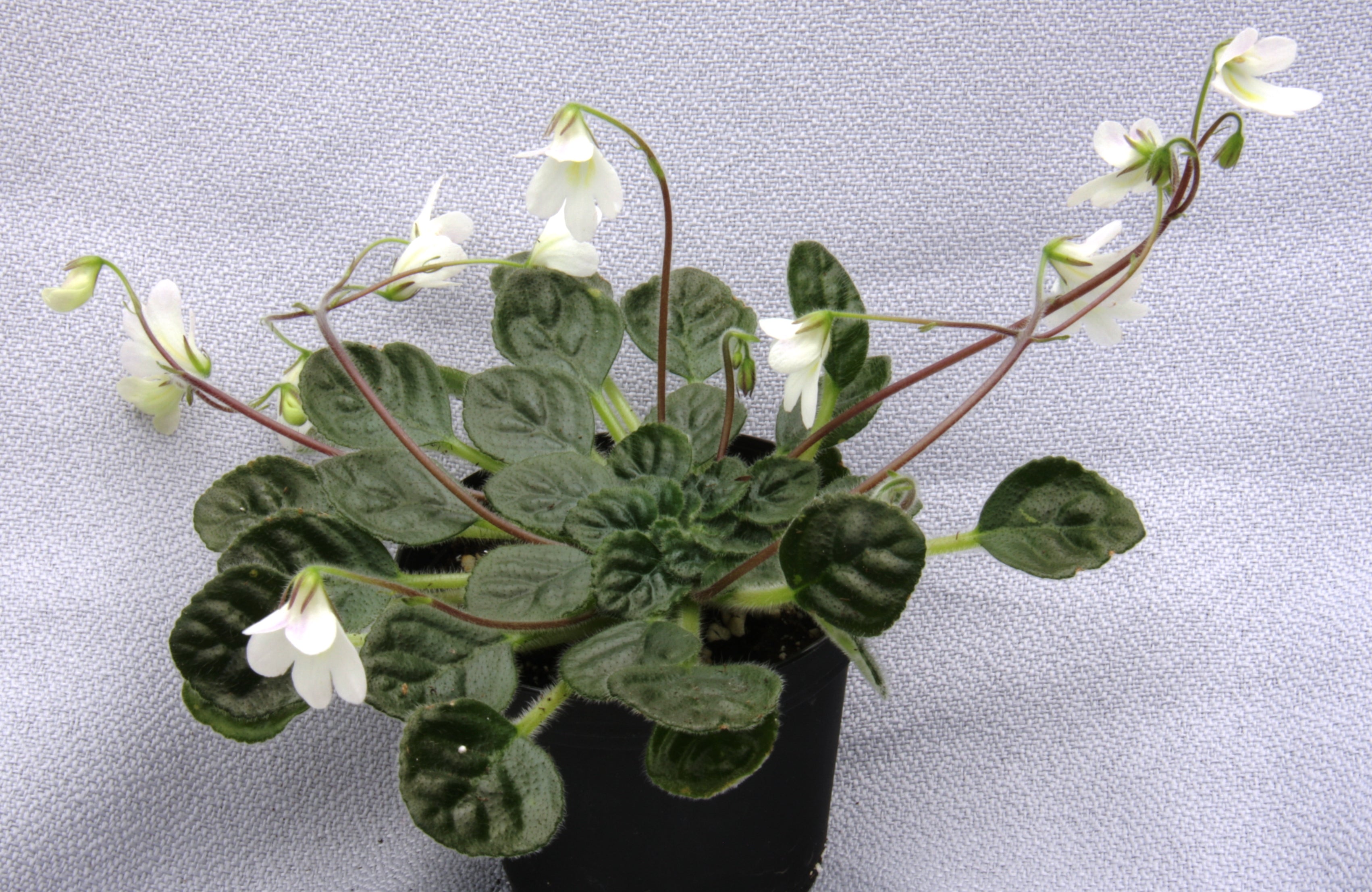 Petrocosmea Moro de Moso – Dibleys