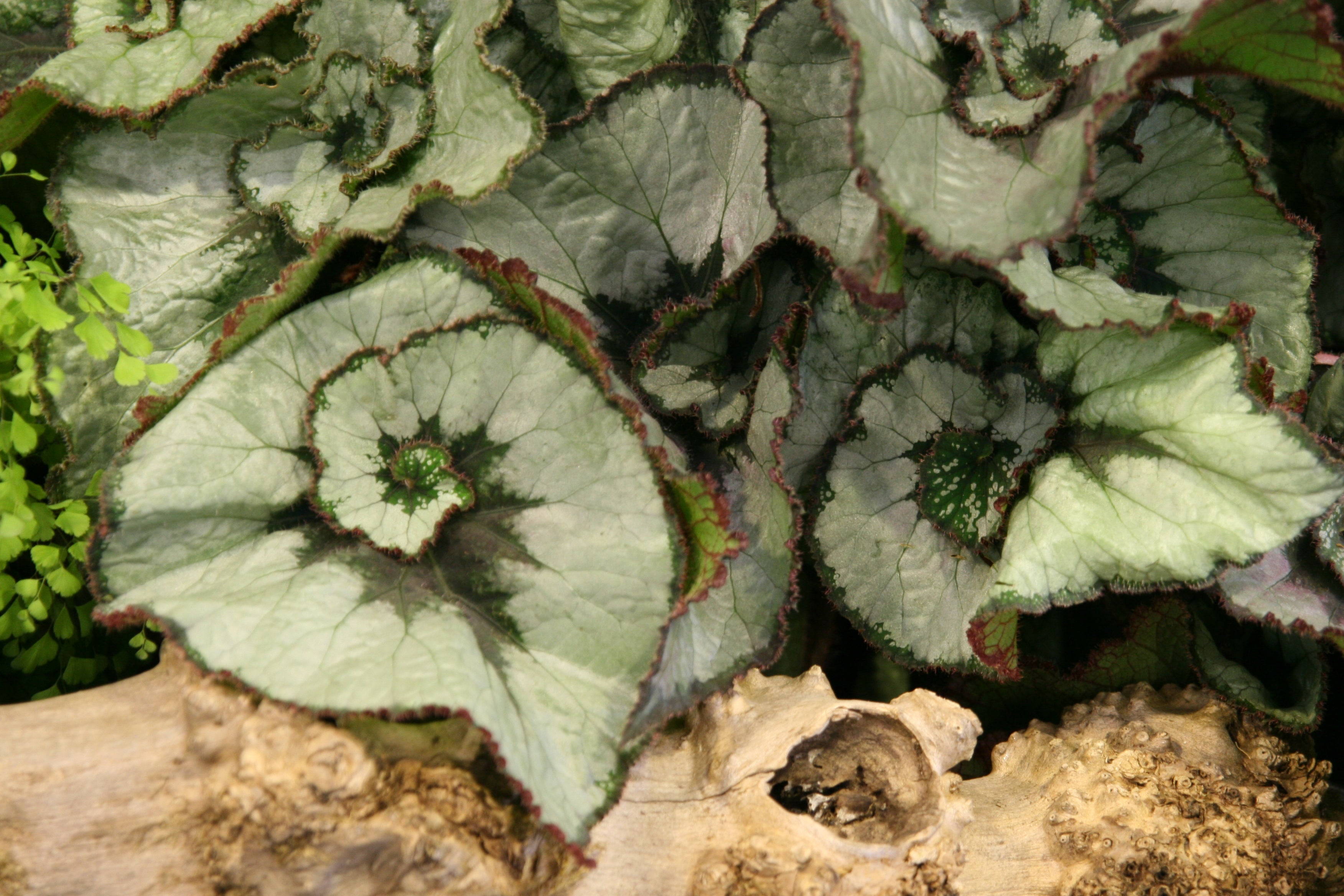 Begonia Plug Plants – Page 4 – Dibleys