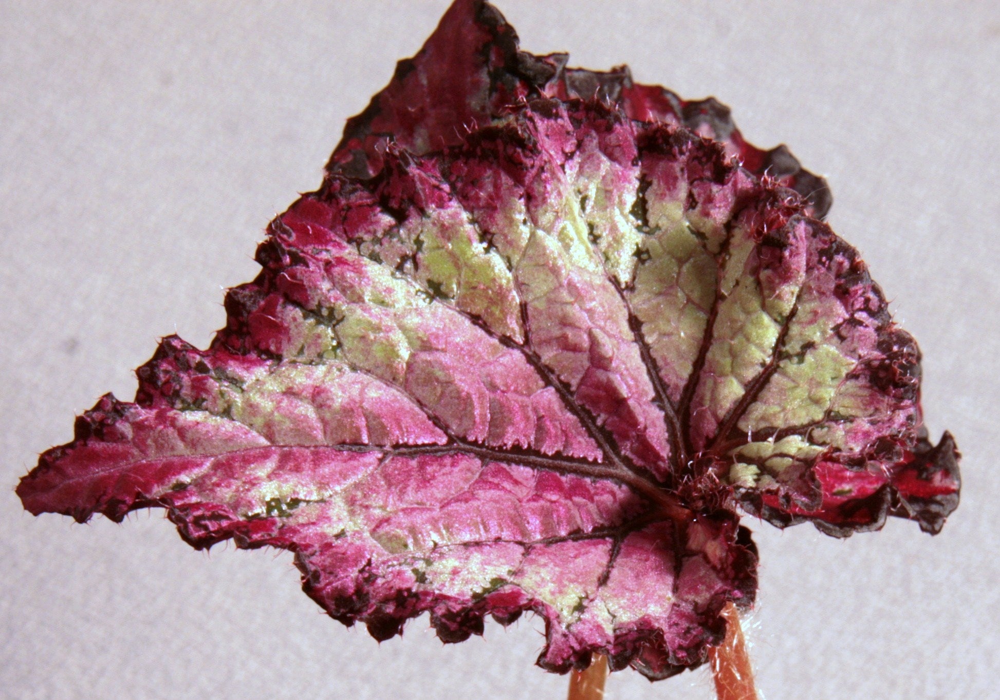Begonia Pachea – Dibleys