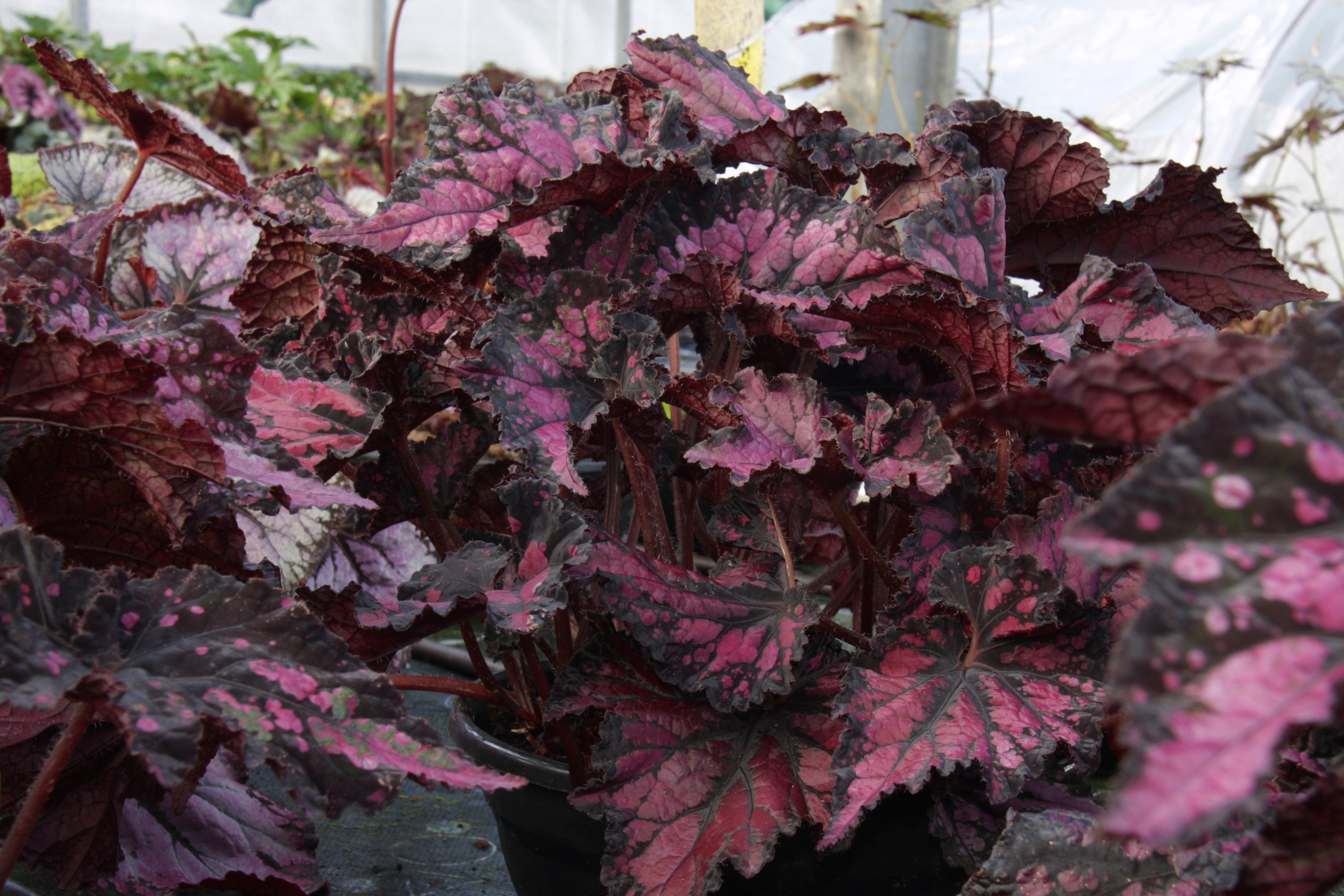 Begonia Pachea – Dibleys
