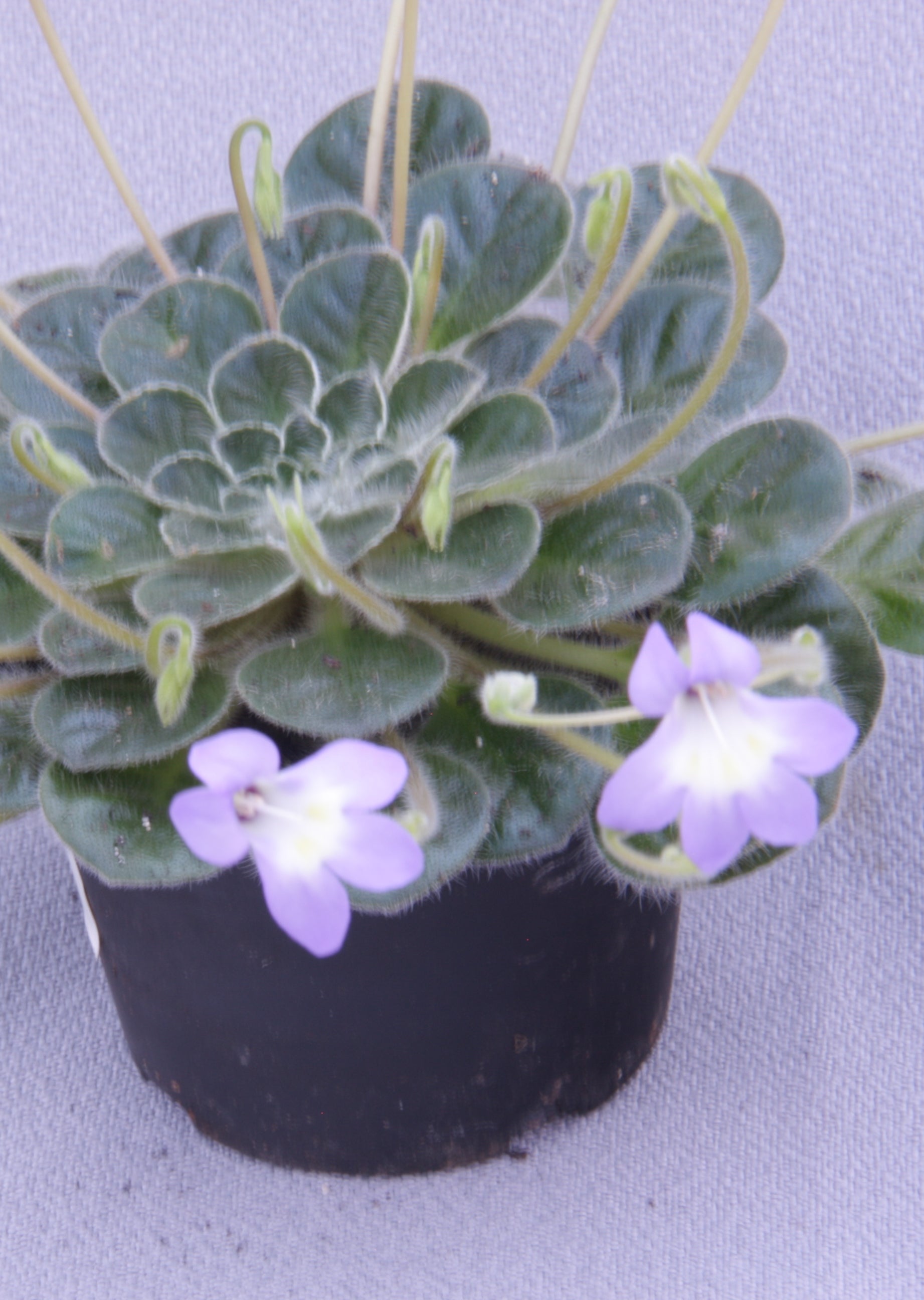 Petrocosmea Paul Kroll – Dibleys