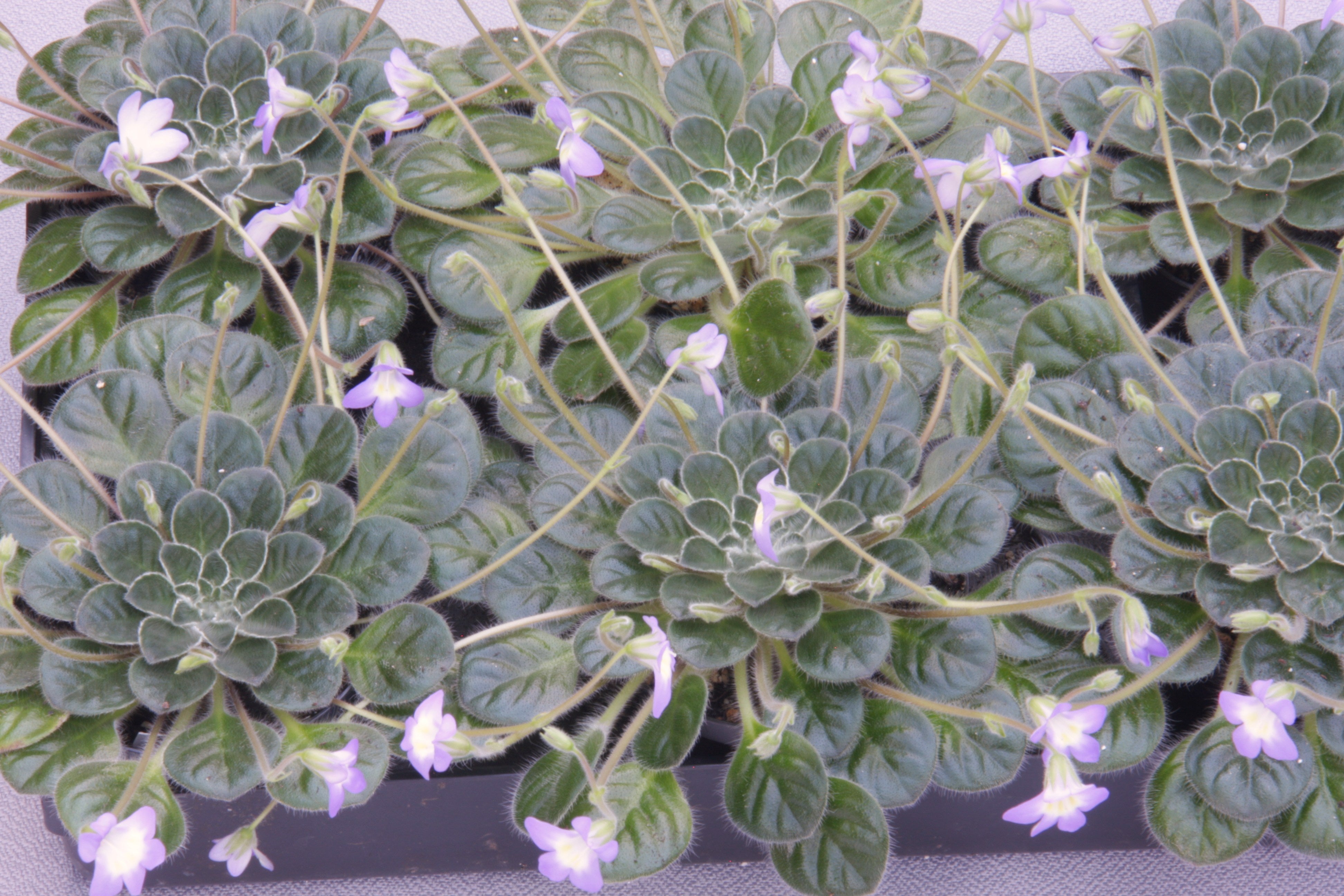 Petrocosmea Paul Kroll – Dibleys