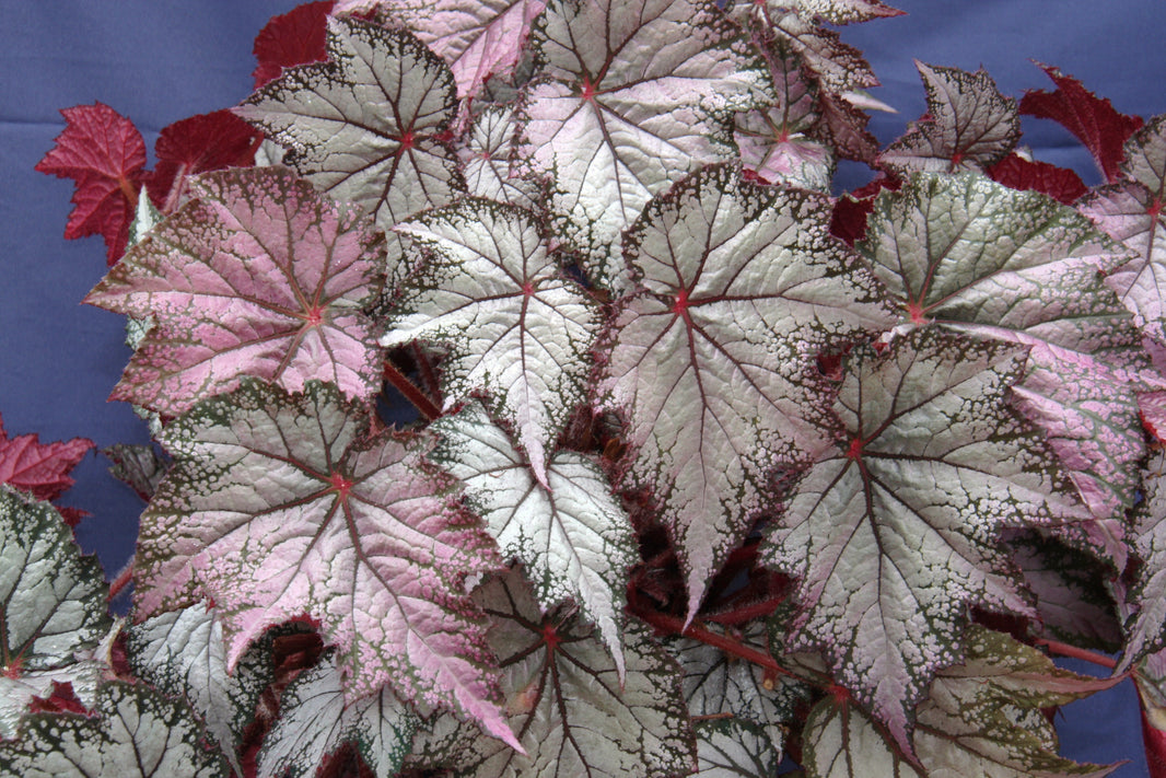Begonia Plug Plants – Page 5 – Dibleys
