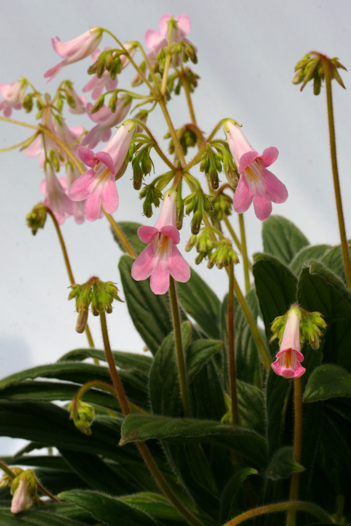 Primulina (Chiritas) – Dibleys