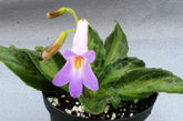 Primulina (Chiritas) – Dibleys