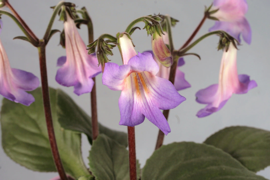 Primulina (Chiritas) – Dibleys