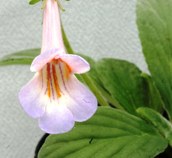 Primulina (Chiritas) – Dibleys