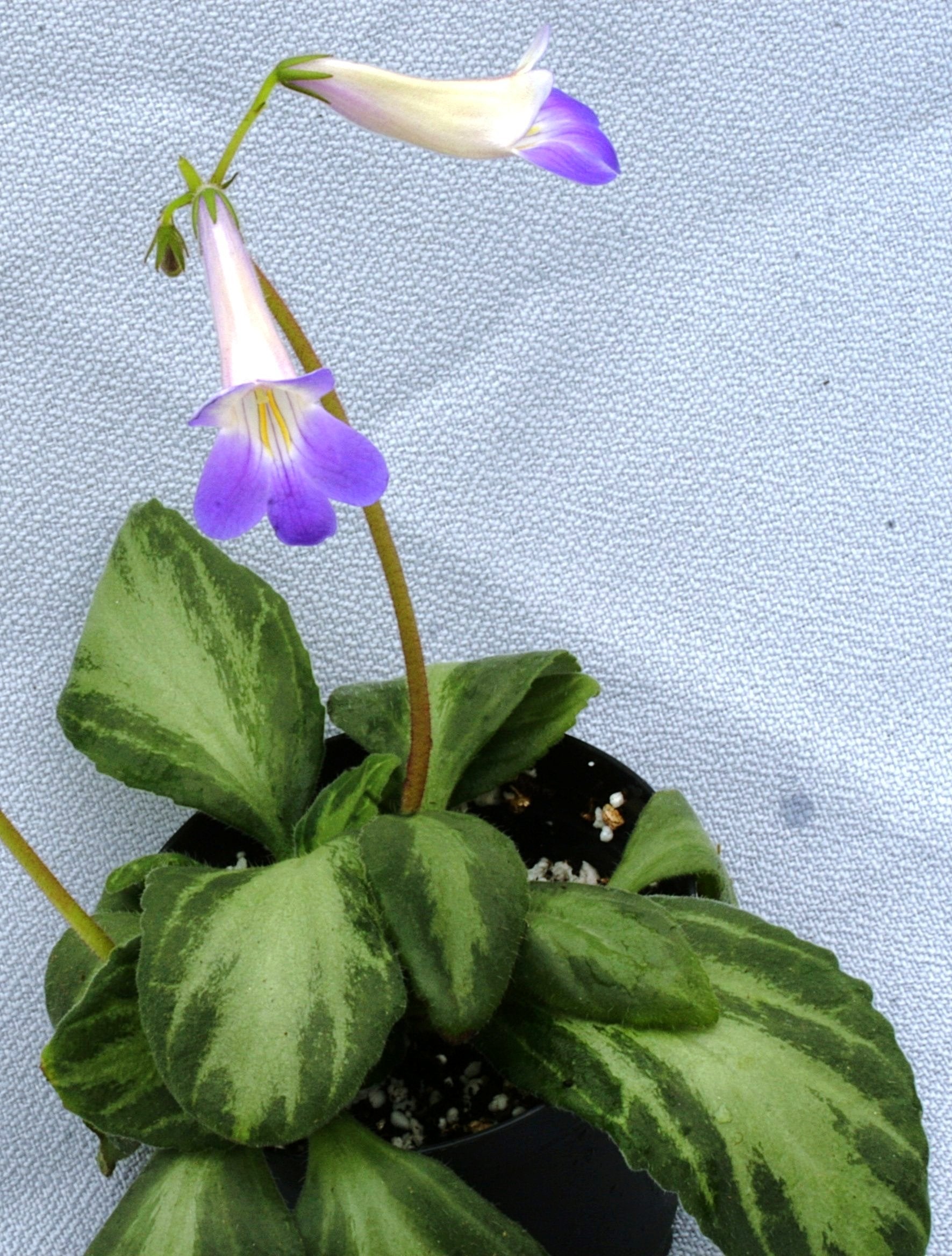 Primulina (Chiritas) – Dibleys